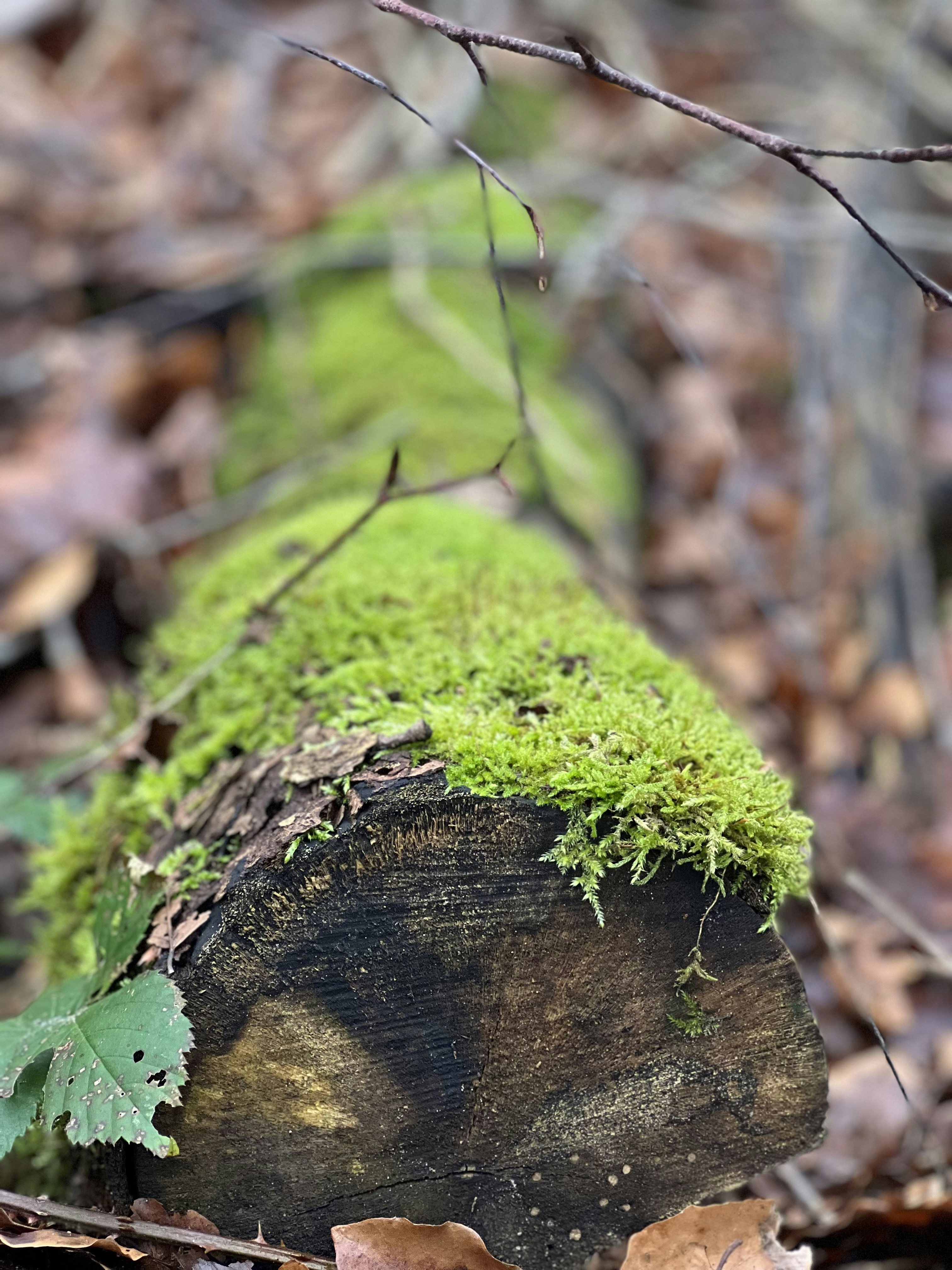 A log with moss growing on it in the woods photo – Free Moss Image on ...