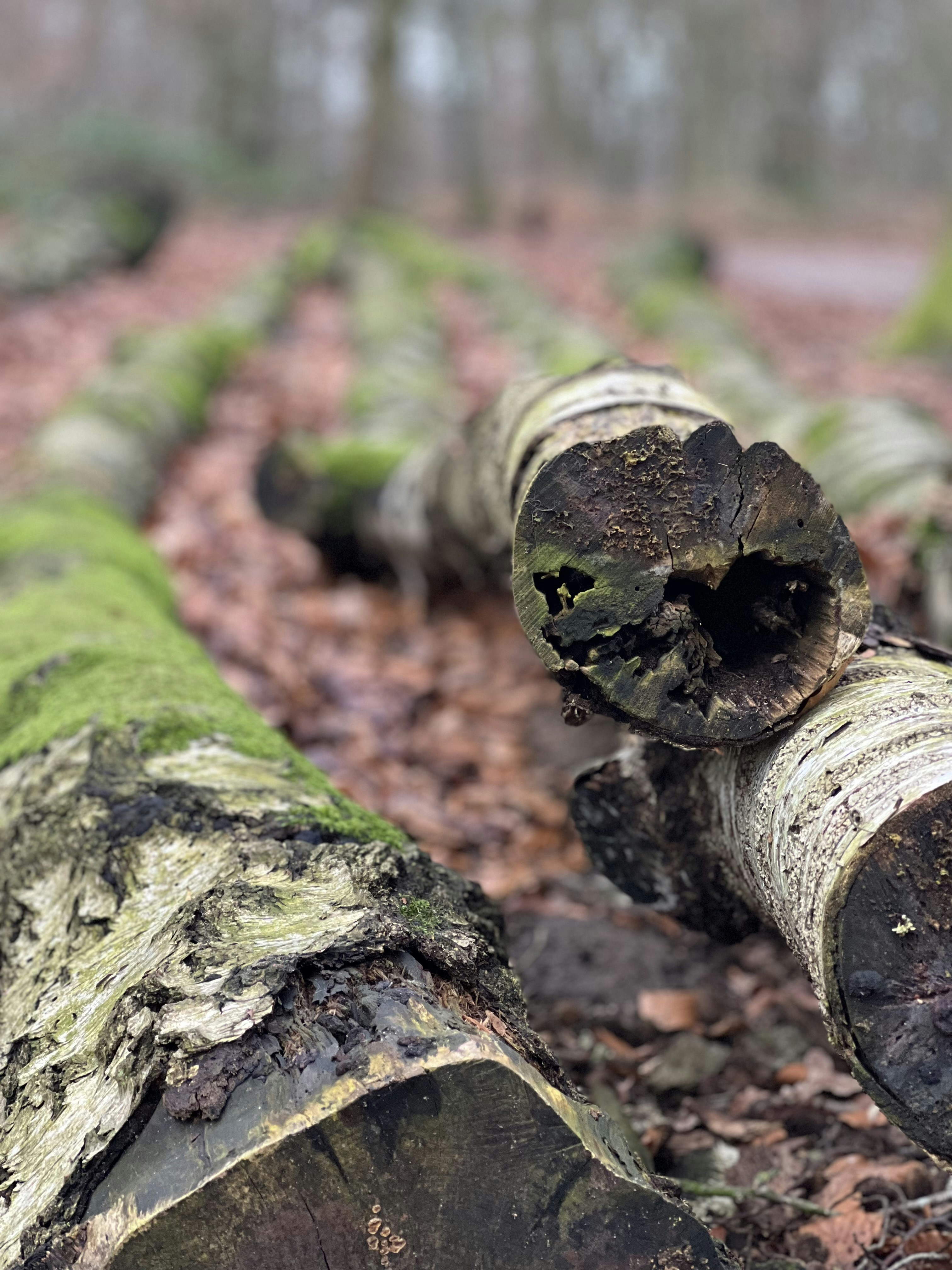 Moss-Covered Logs Lead the Eye Through a Quiet Forest Floor