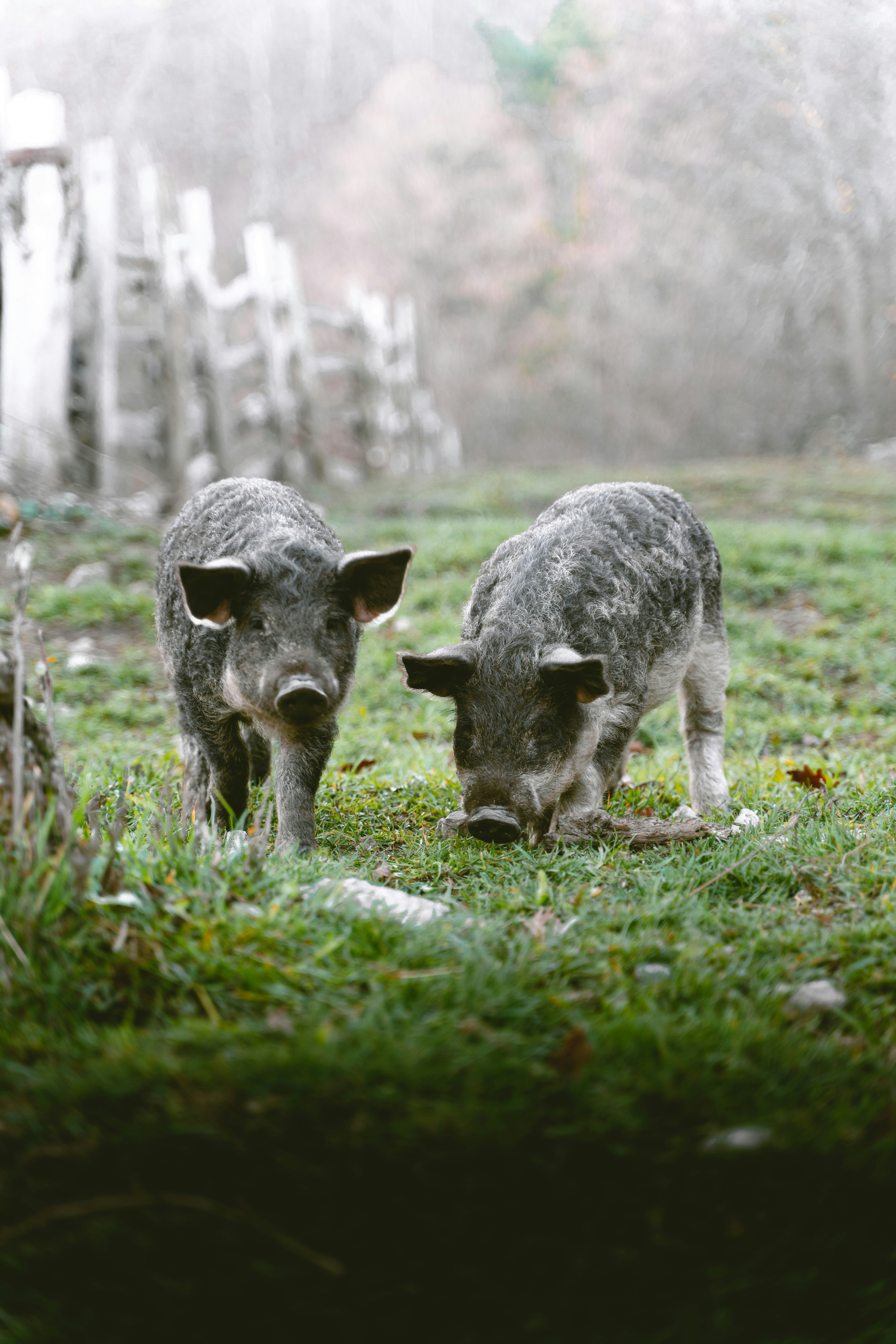 Two pigs foraging in a lush green field, surrounded by a rustic wooden fence and soft, blurred background.