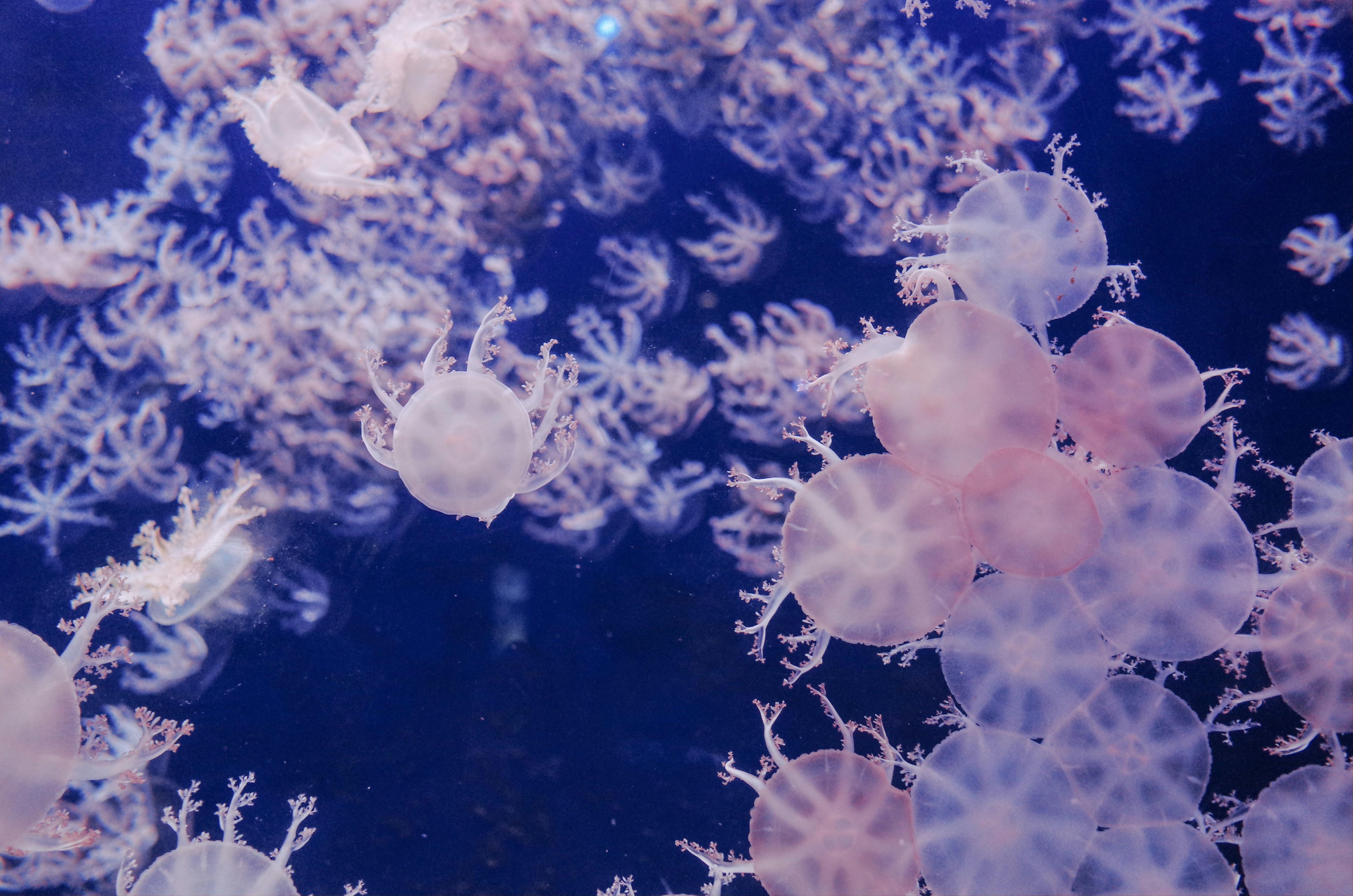 Sample photo from Ricoh GR II