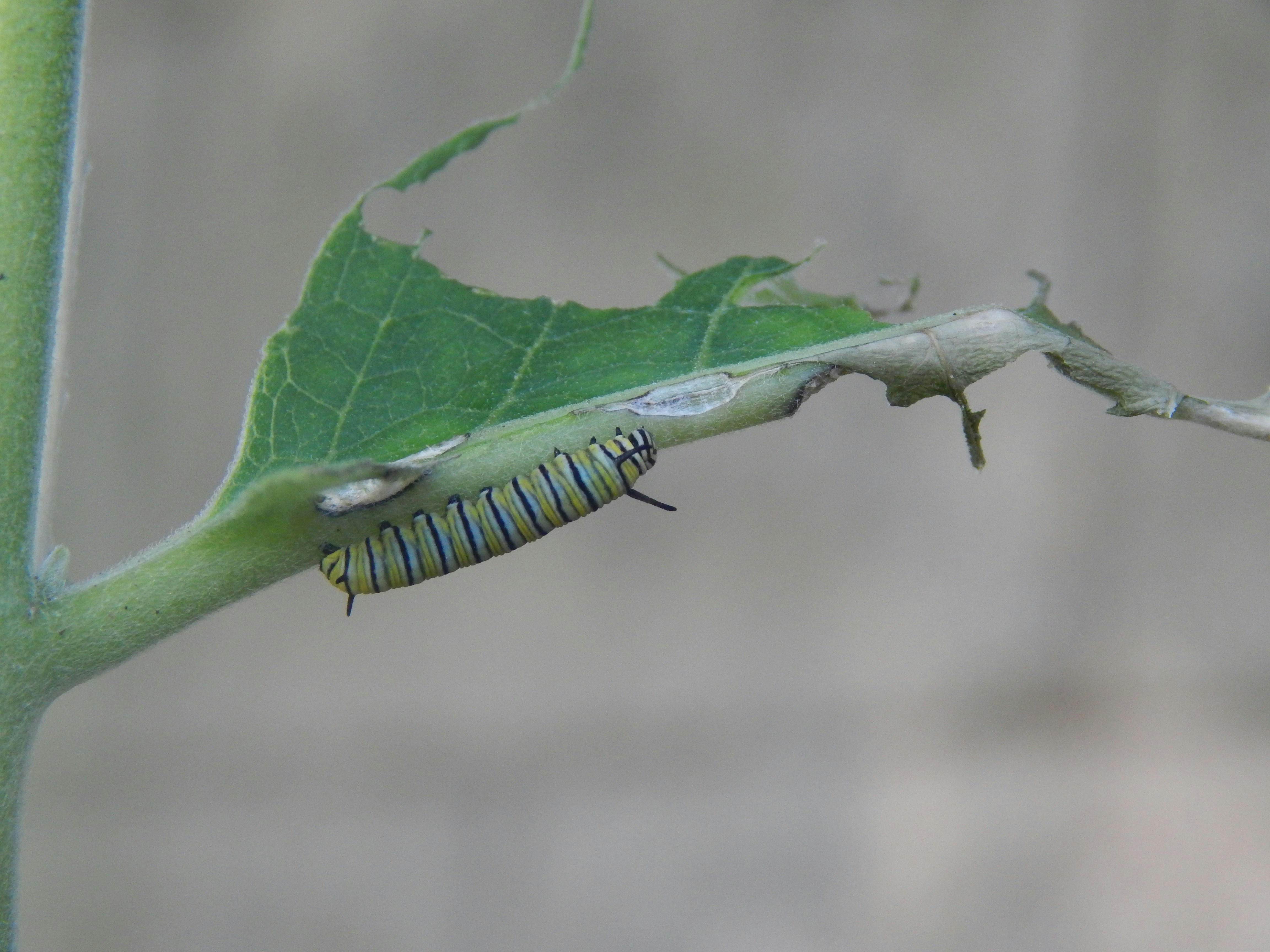 a caterpillar crawling on a green leaf