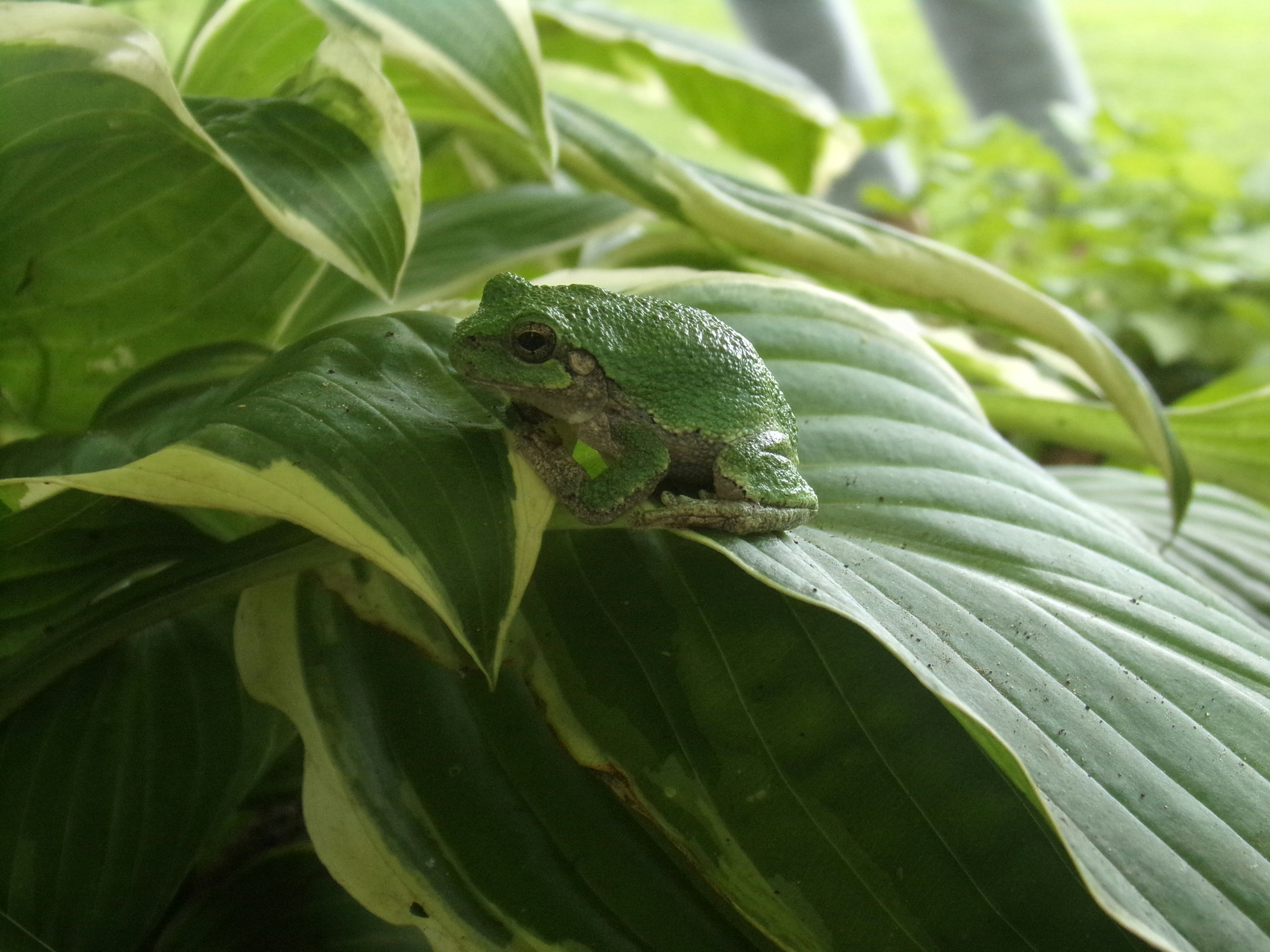 Emerald Tree Frog Perched on a Broad Leaf