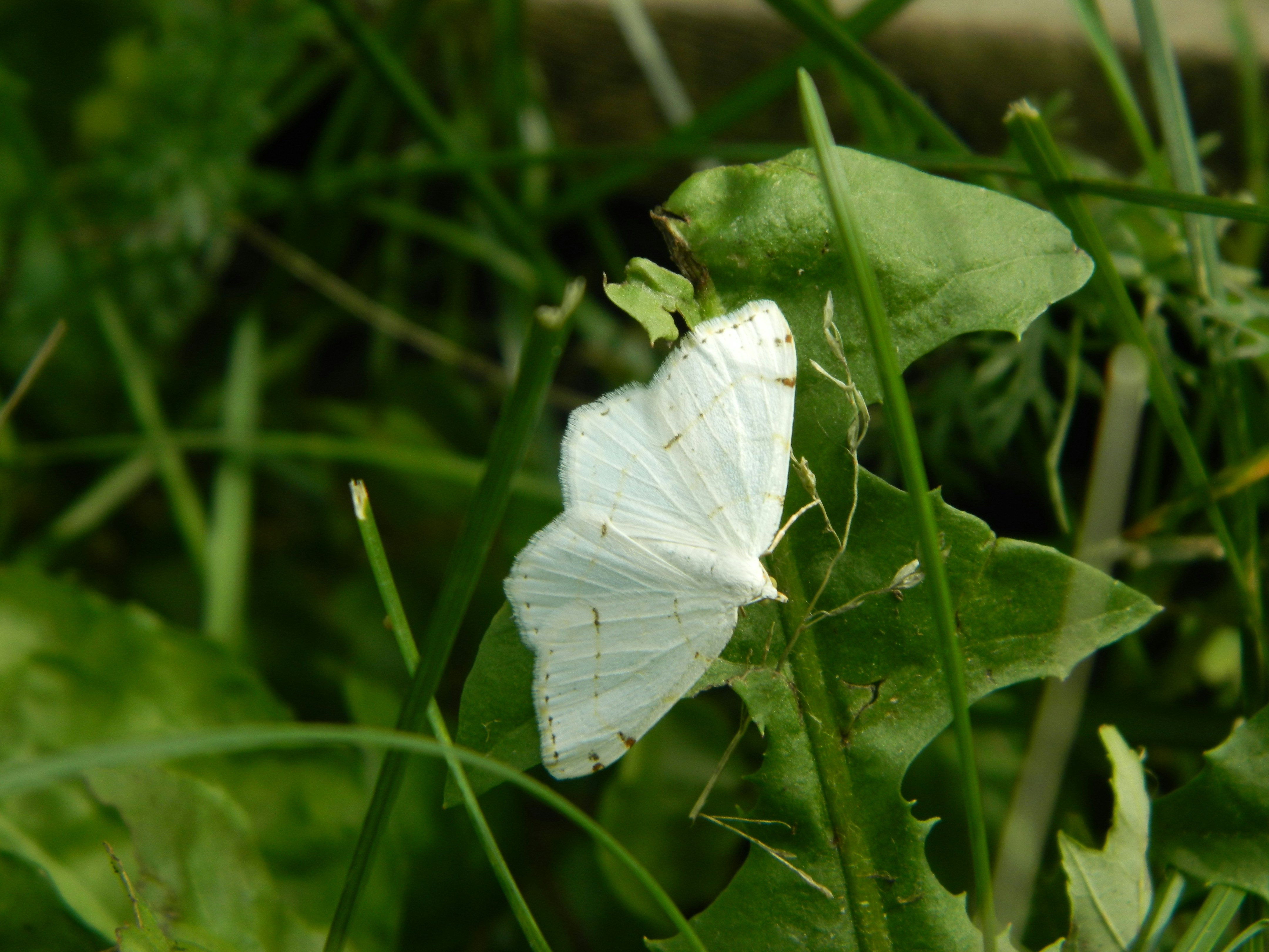Photograph of a white butterfly perched on a leaf amid green grass. The image highlights the delicate insect against a natural, sunlit backdrop.