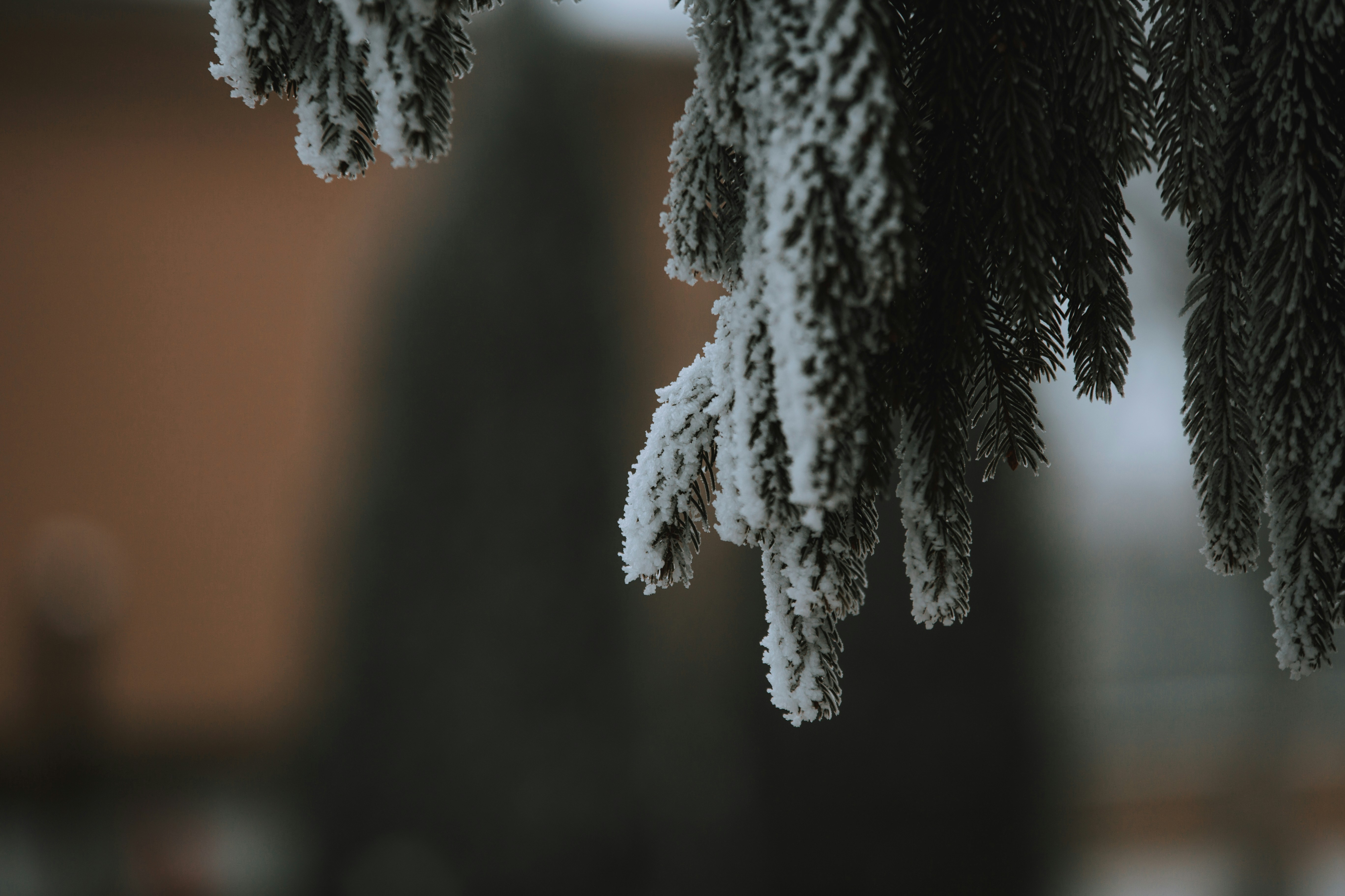 Frost-laden evergreen branches hang delicately, creating a serene winter atmosphere against a blurred backdrop. The subtle details evoke a sense of tranquility.