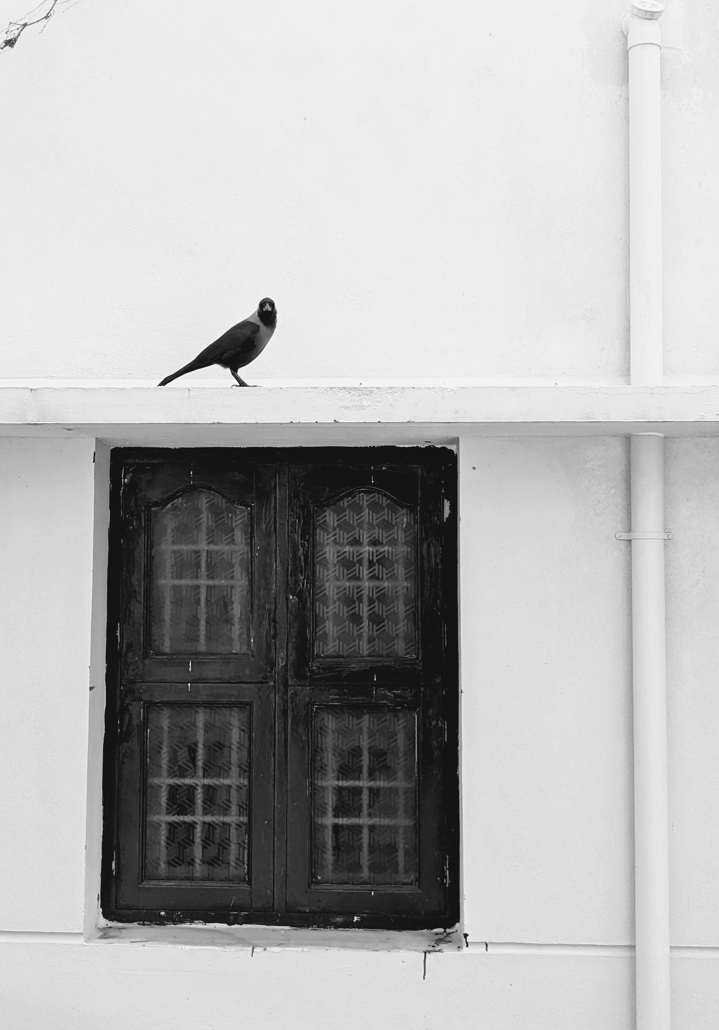 A black and white photo of a bird sitting on a window sill photo – Free ...