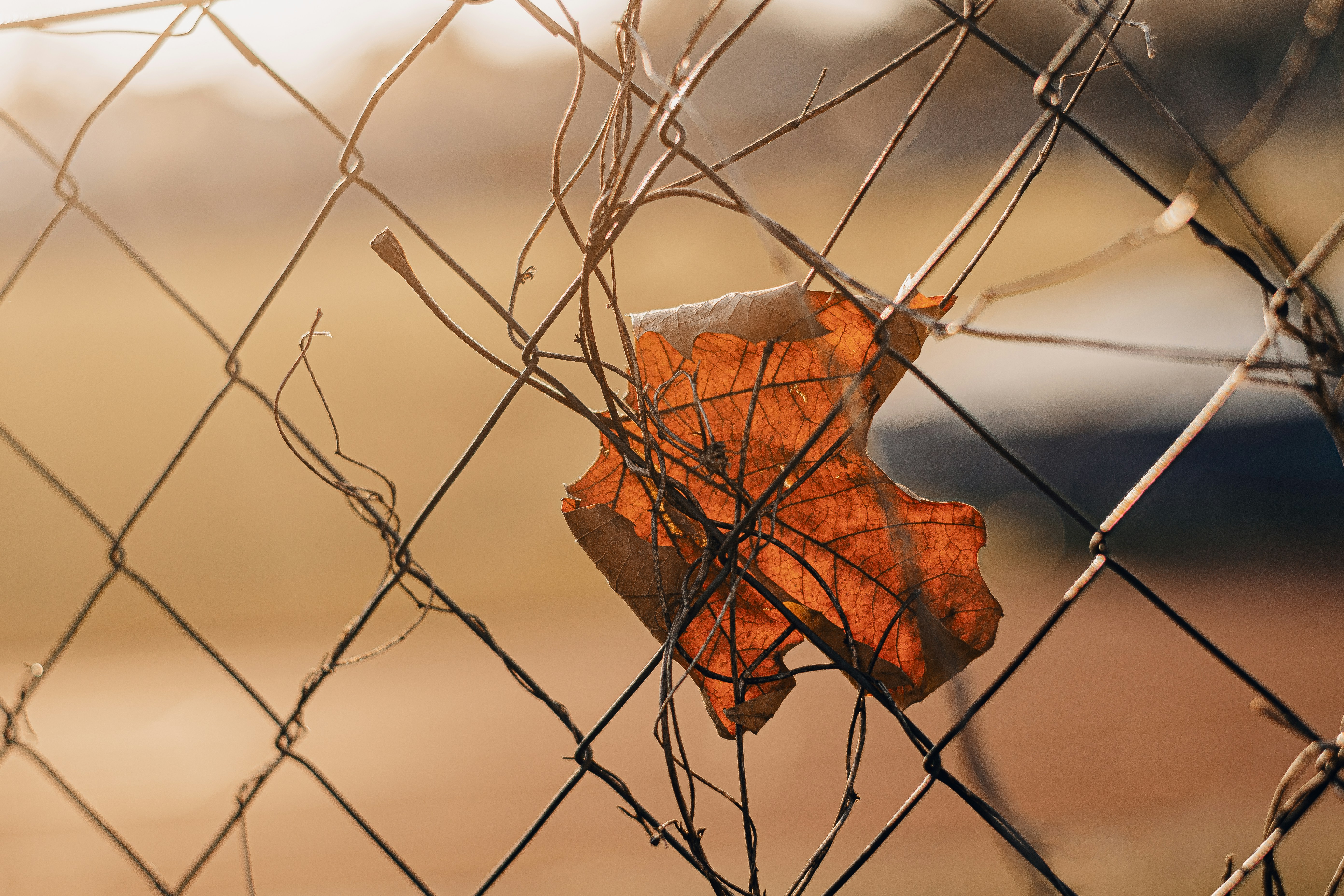 Withered Leaf Grasping the Chain-Link Moment