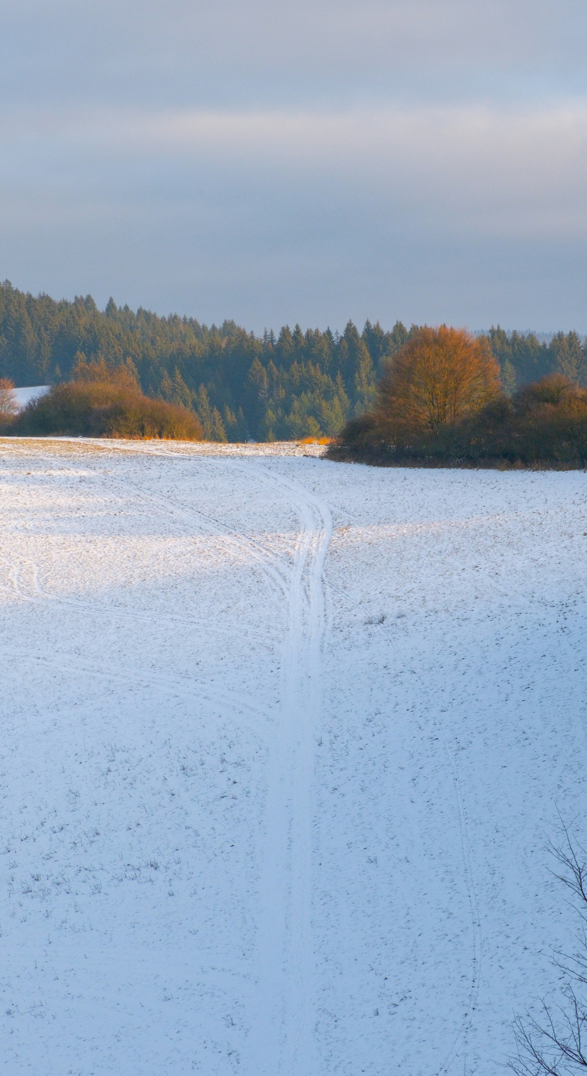 Ember on the Horizon: A Snowbound Field Framed by Warm-Toned Trees