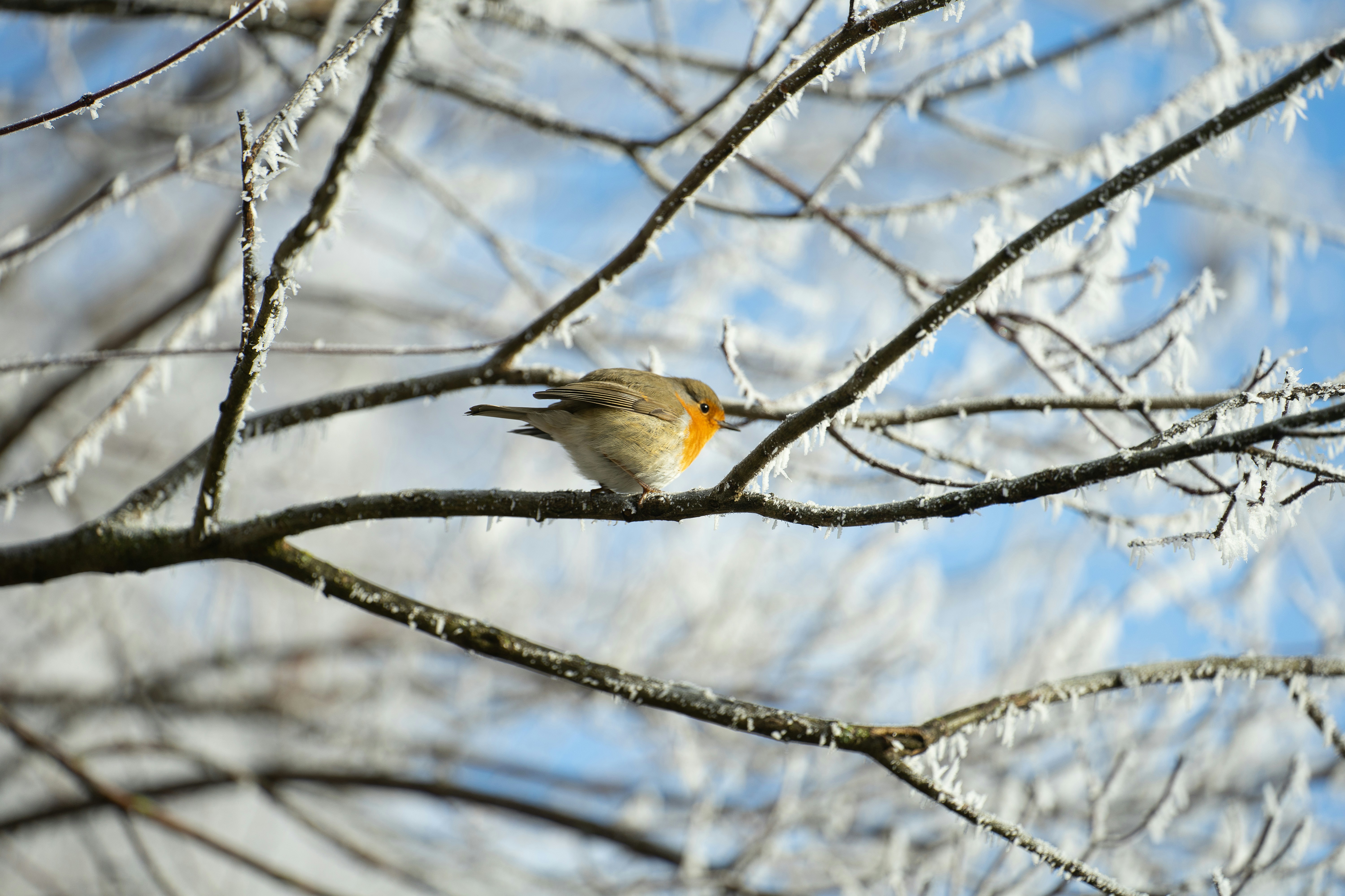 A small bird perched on a frost-covered branch against a backdrop of a clear winter sky.