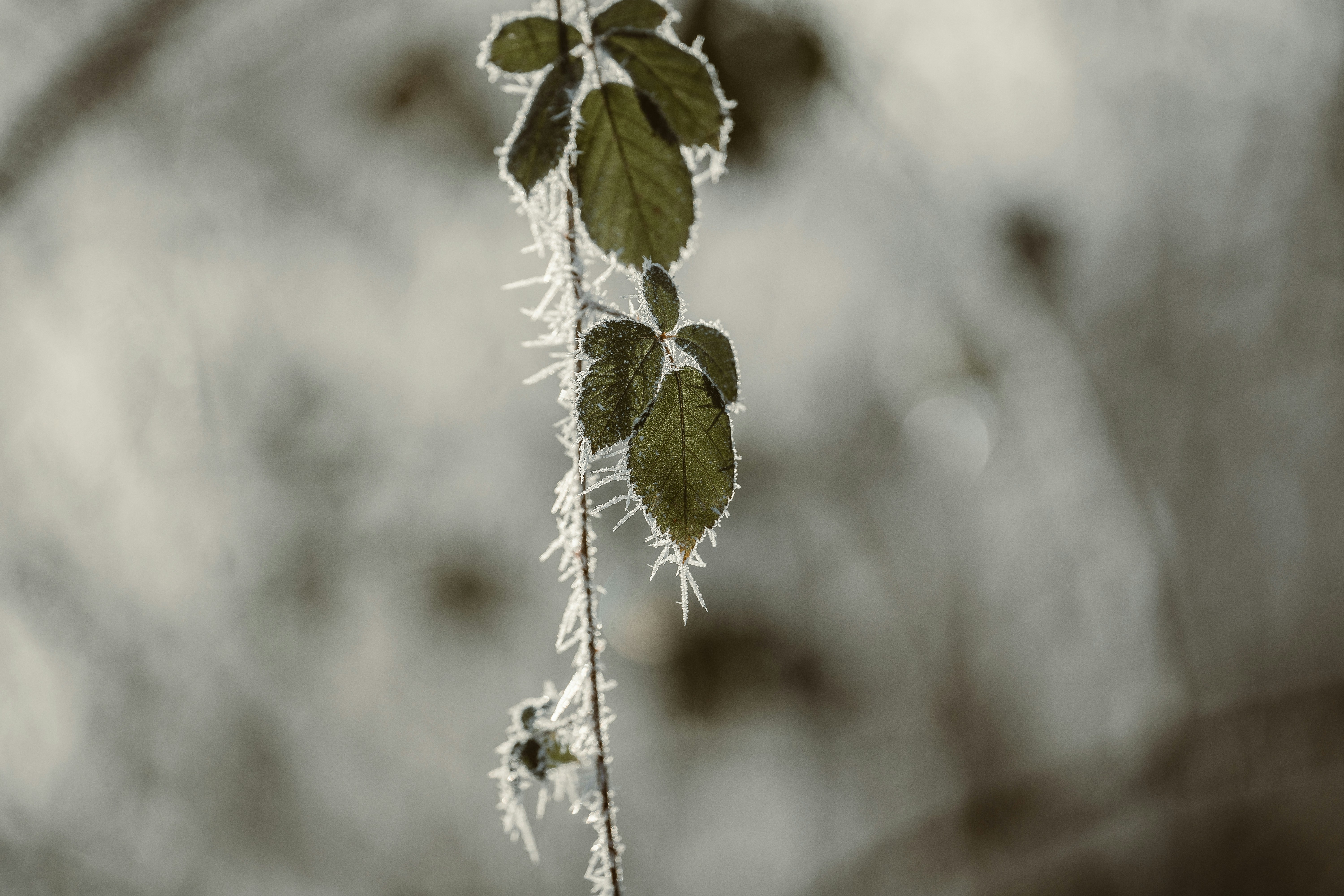 Delicate leaves adorned with frost, suspended gracefully against a softly blurred background. The interplay of light and texture highlights the beauty of winter's touch.