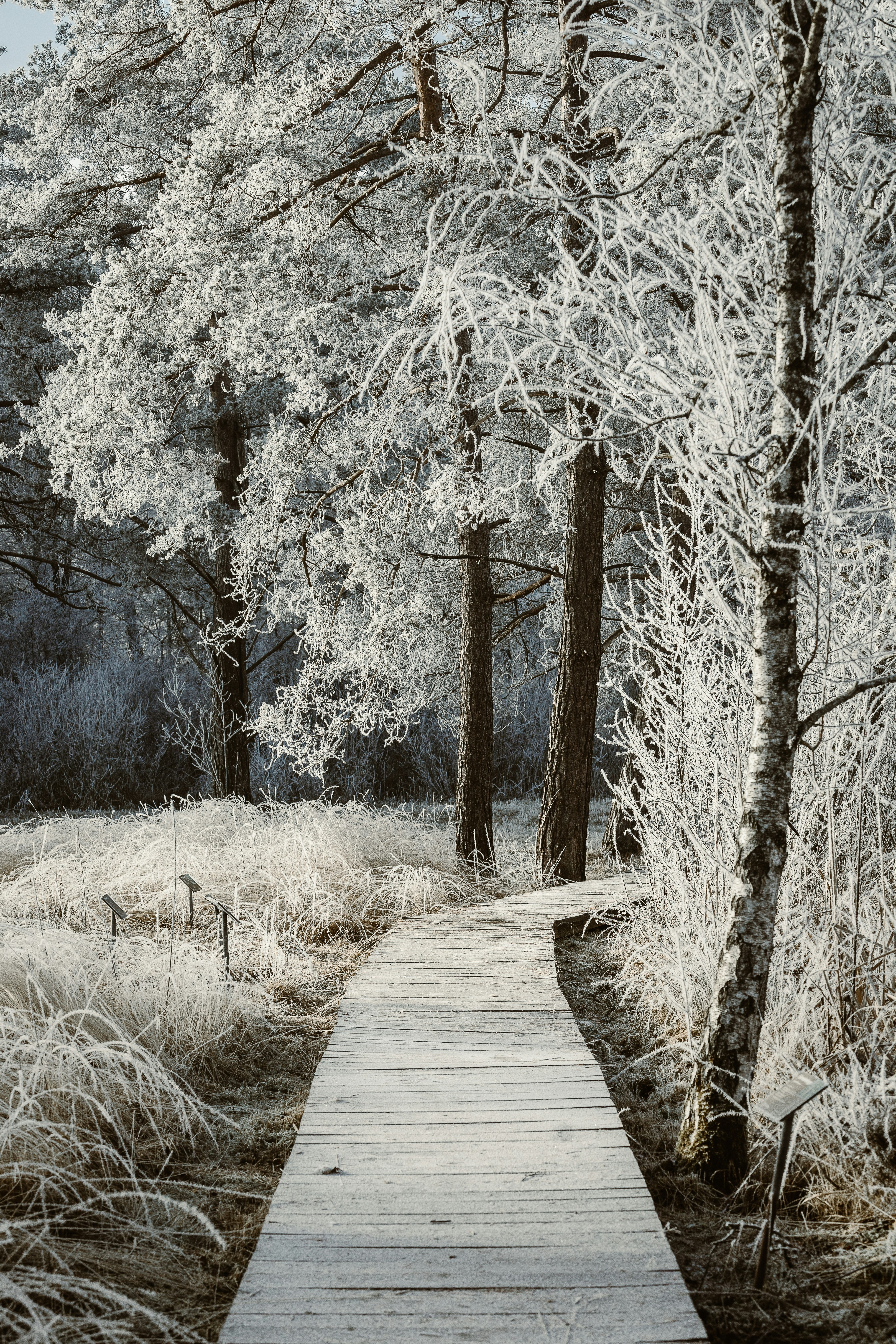 Frost-covered trees line a wooden pathway leading through a serene winter landscape, evoking a sense of tranquility and exploration.
