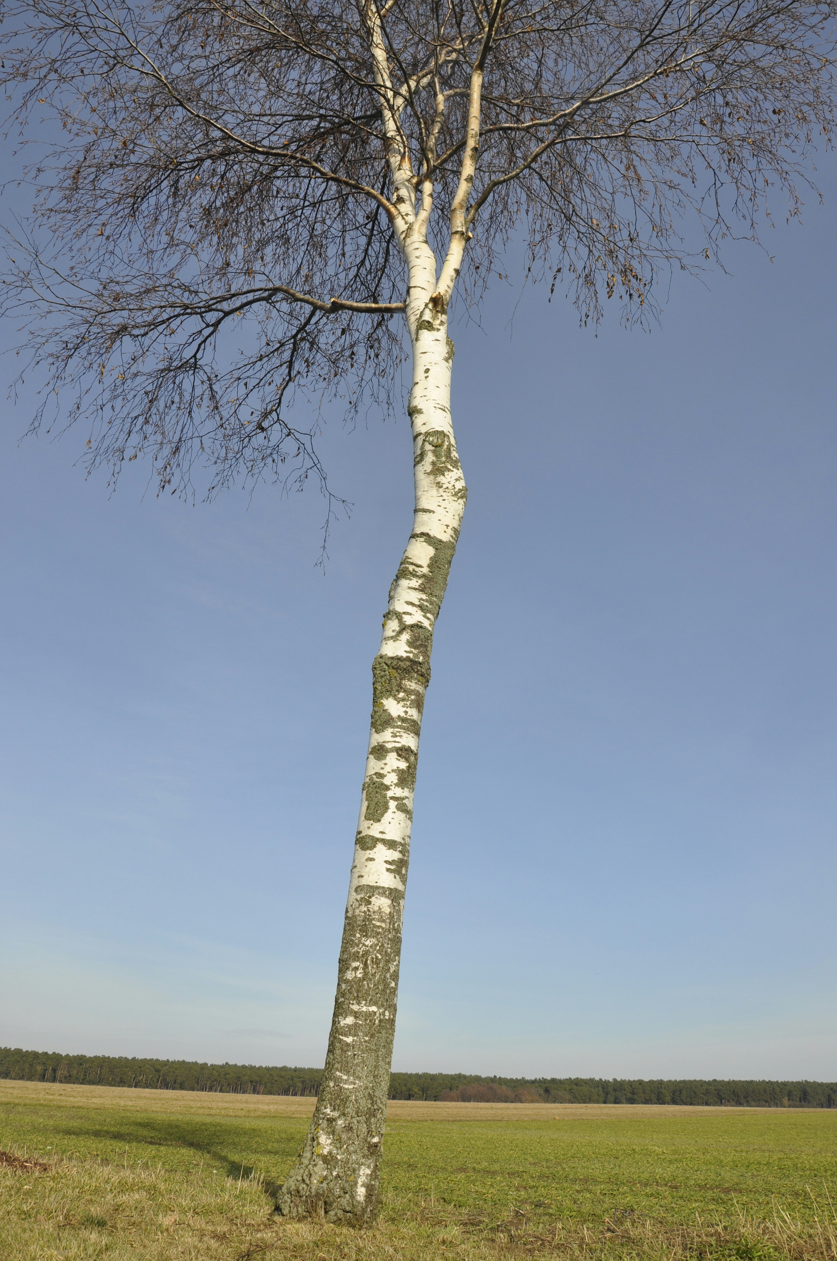 you can imagine the silence but here the German government still needs to build an A route for Transit through the Altmark tom transverse the River Elbe near Wittenberge. Please come and enjoy this landscape and pure nature Reservat!! https://keinea14.de/?p=263