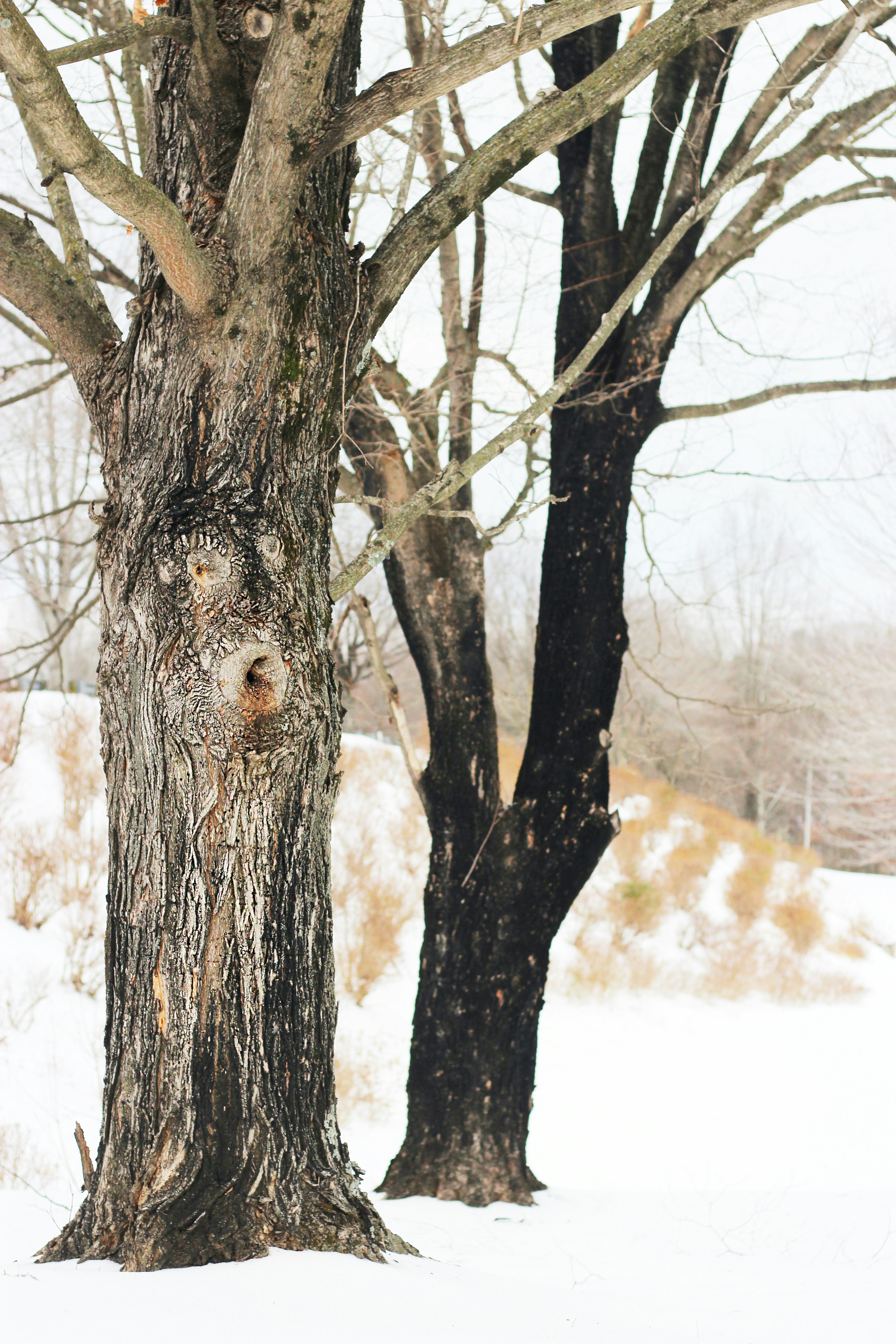 A weathered tree trunk with a face-like formation stands amidst a snowy landscape, flanked by a darker tree silhouette. The scene evokes a sense of quiet contemplation.