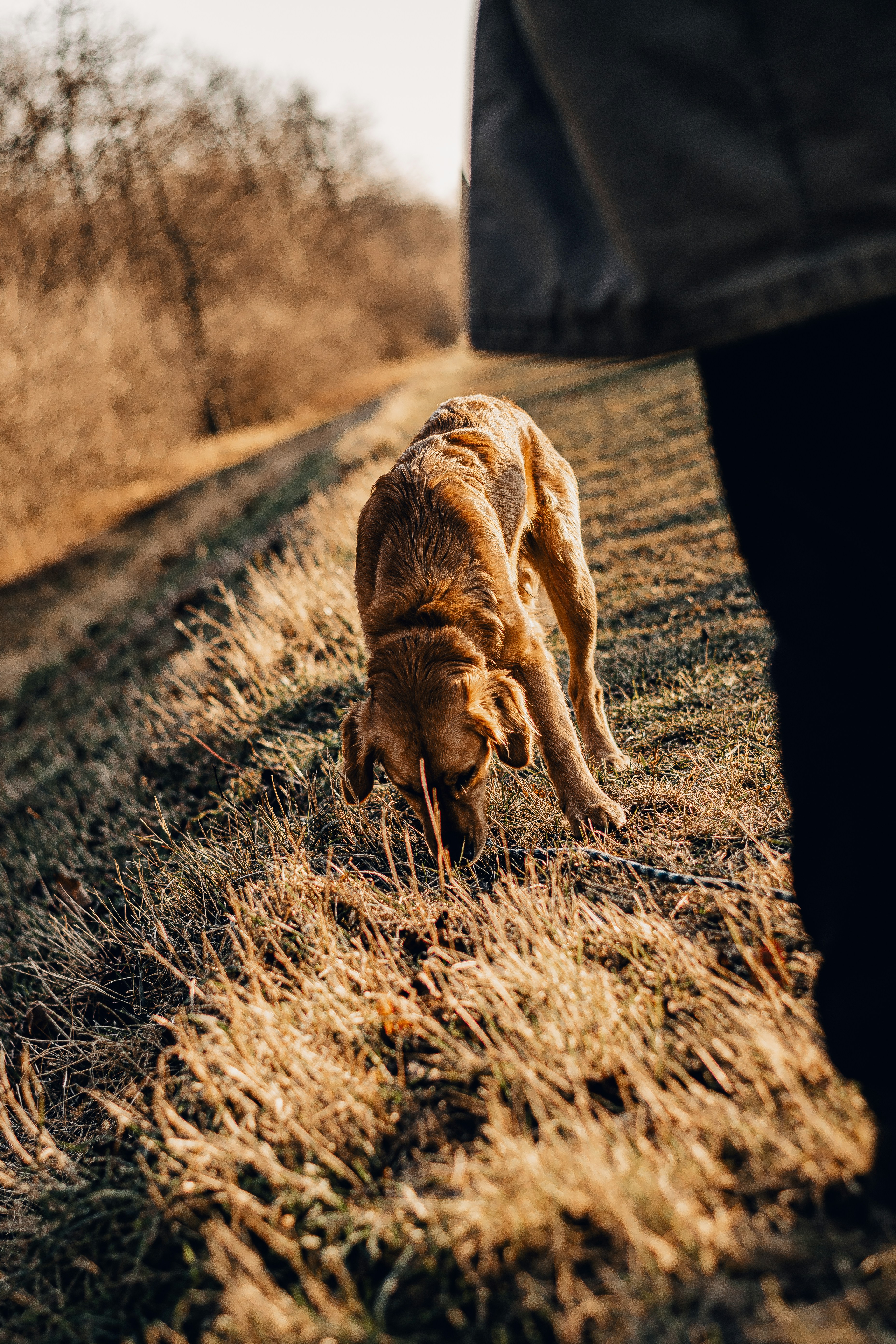 A dog is sniffing the ground in a field photo – Free Golden retriever ...