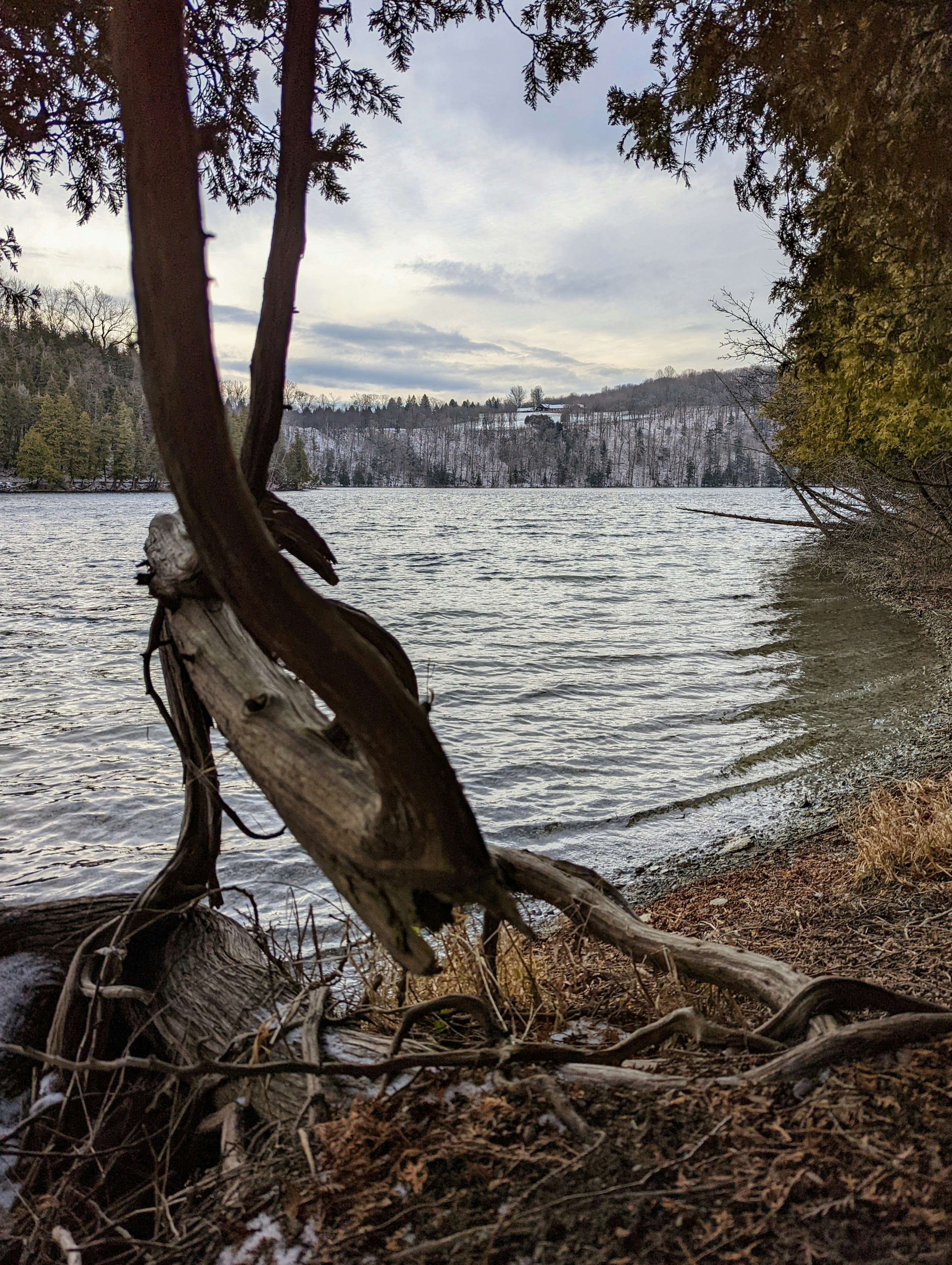 Tangled Driftwood at the Lake’s Edge