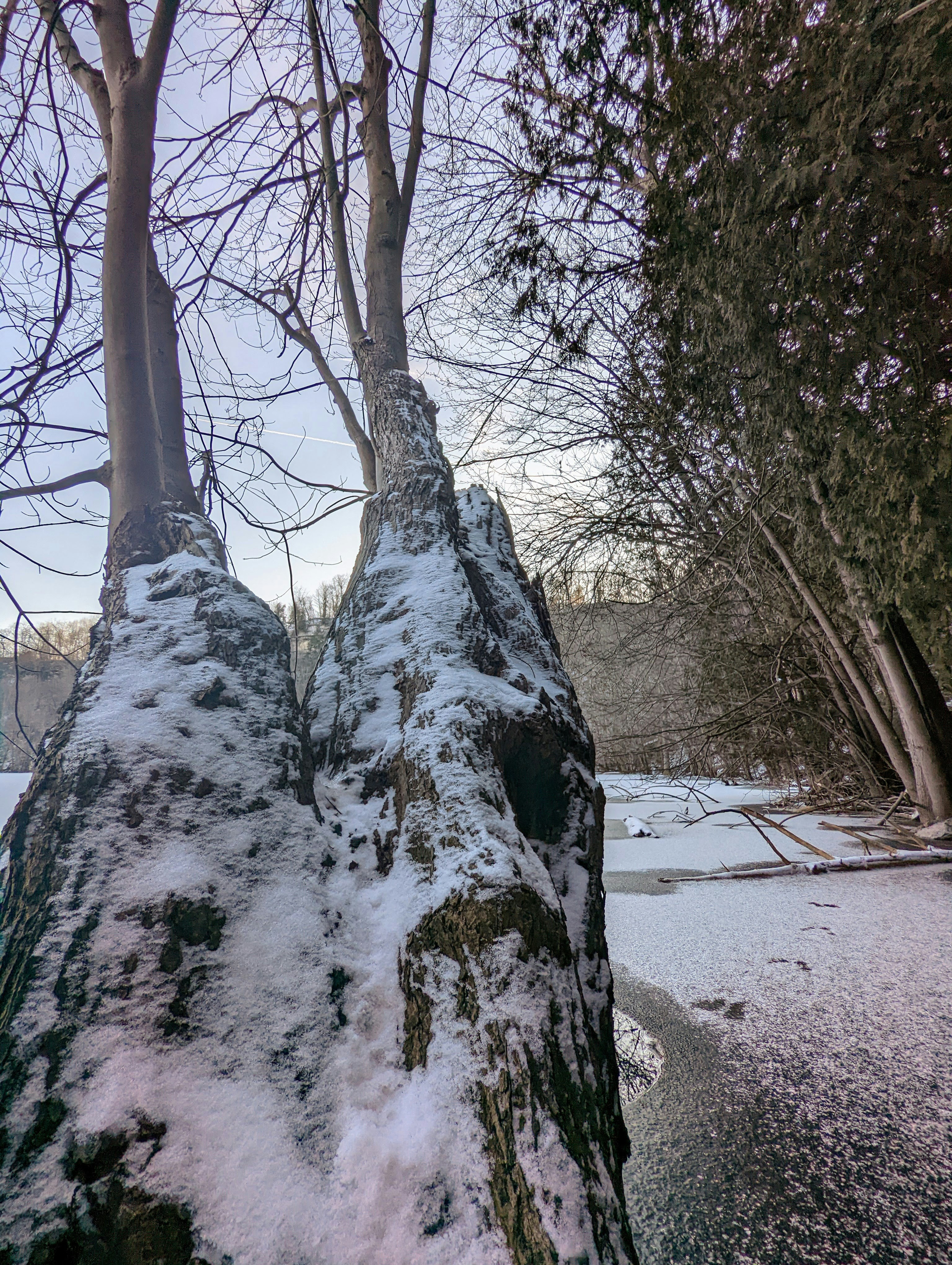 Snowbound Trunk Framing a Frozen Stream