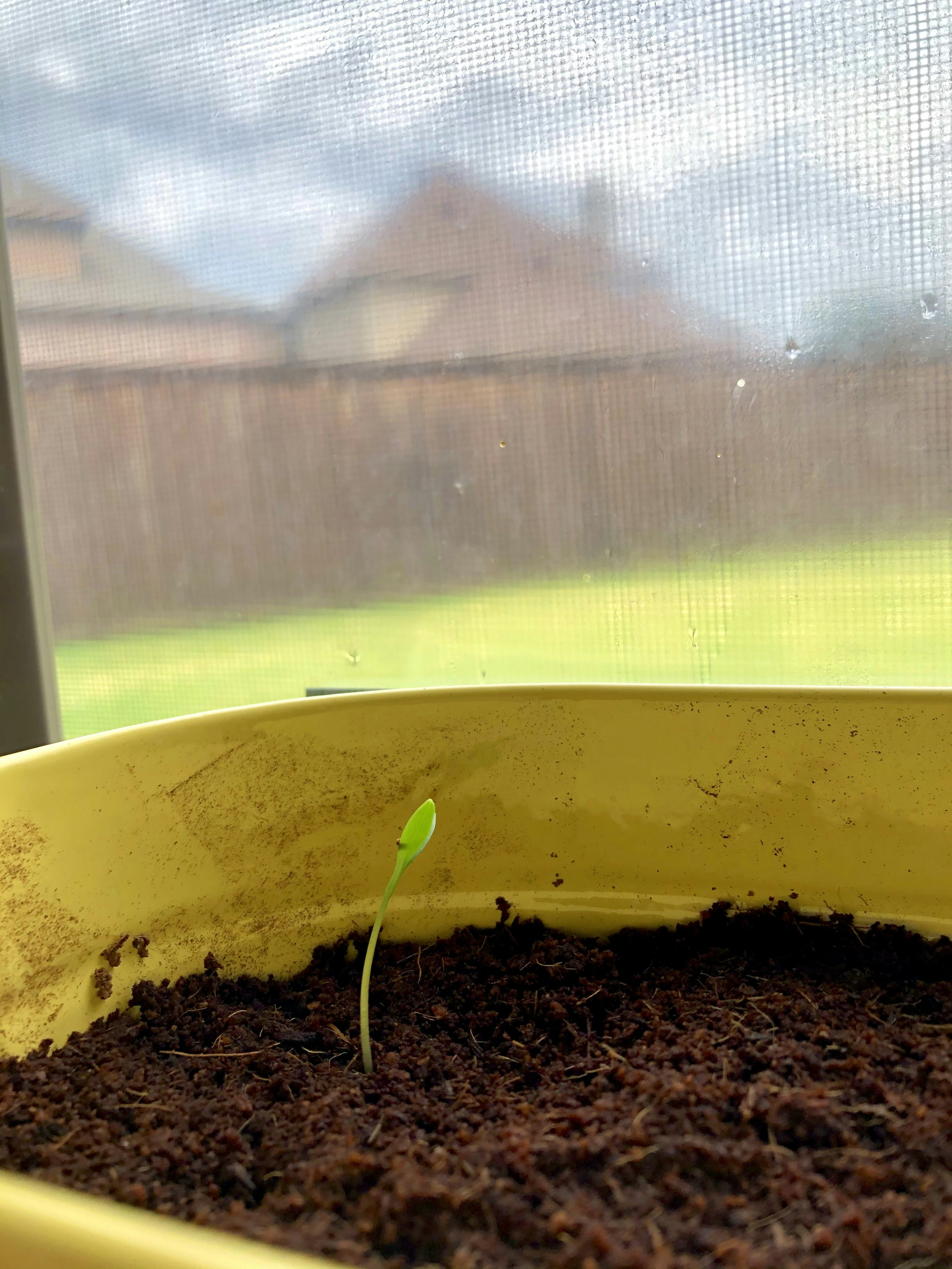 Emerging Sprout in a Balcony Garden