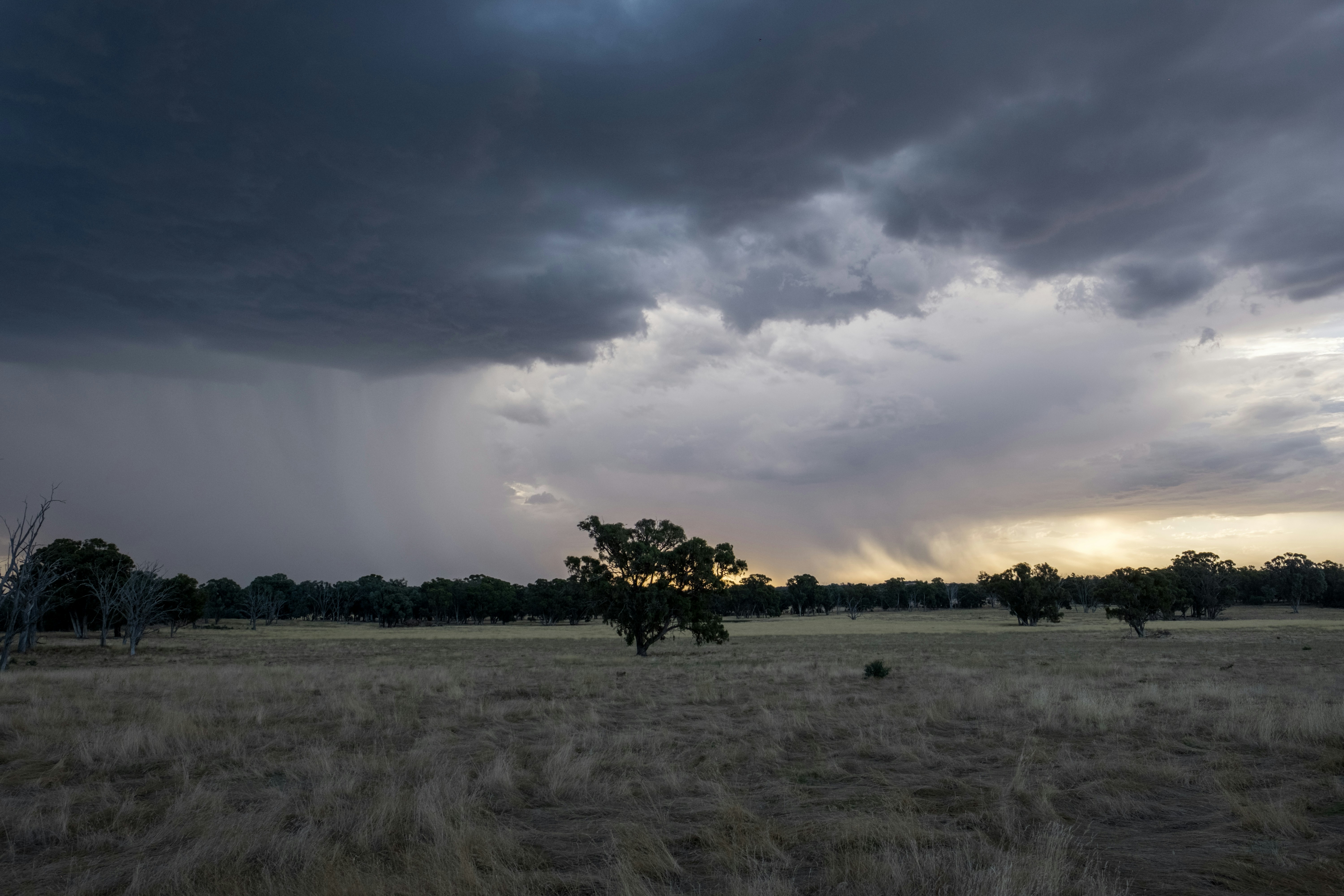 Dark clouds loom over a vast grassland, hinting at an impending storm while a lone tree stands resilient in the foreground.