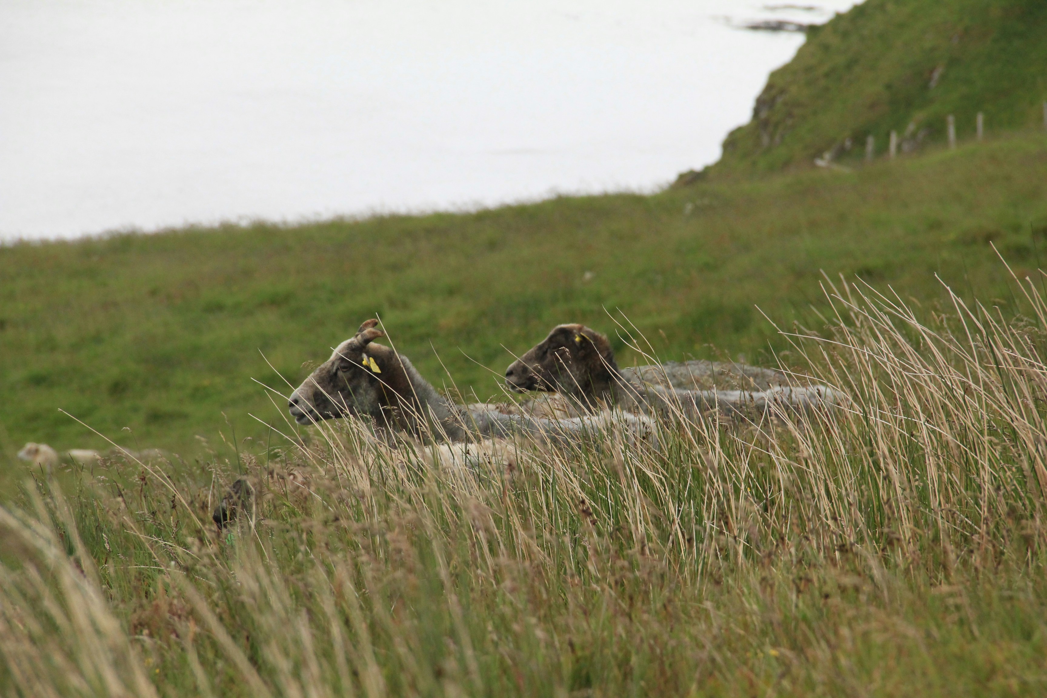 Two Dark Silhouettes Rest on a Rocky Outcrop Above the Grass by the Shore
