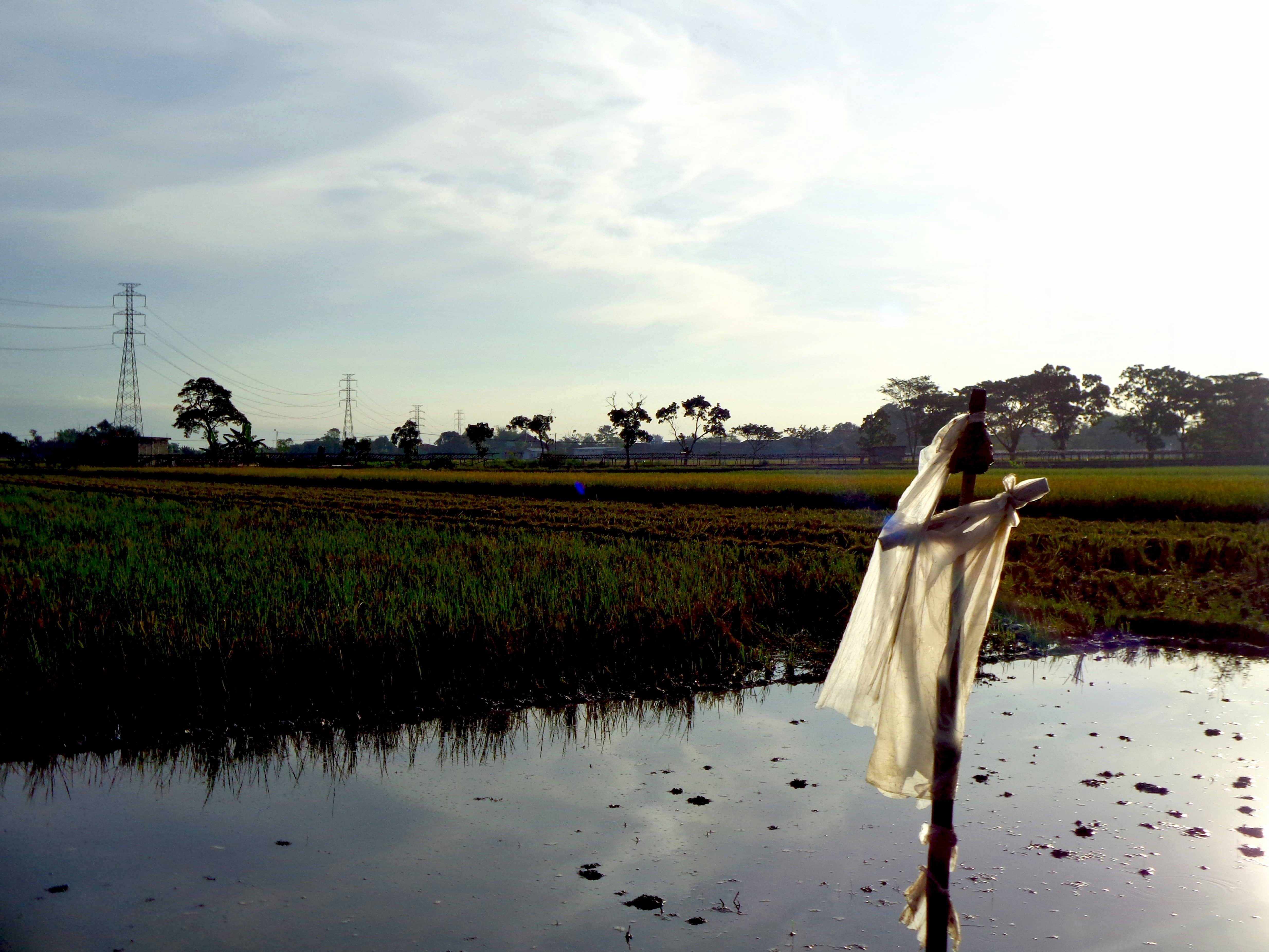 A scarecrow draped in white fabric stands sentinel over a tranquil rice field, reflecting in the water below. Power lines stretch across the horizon under a soft, cloudy sky.