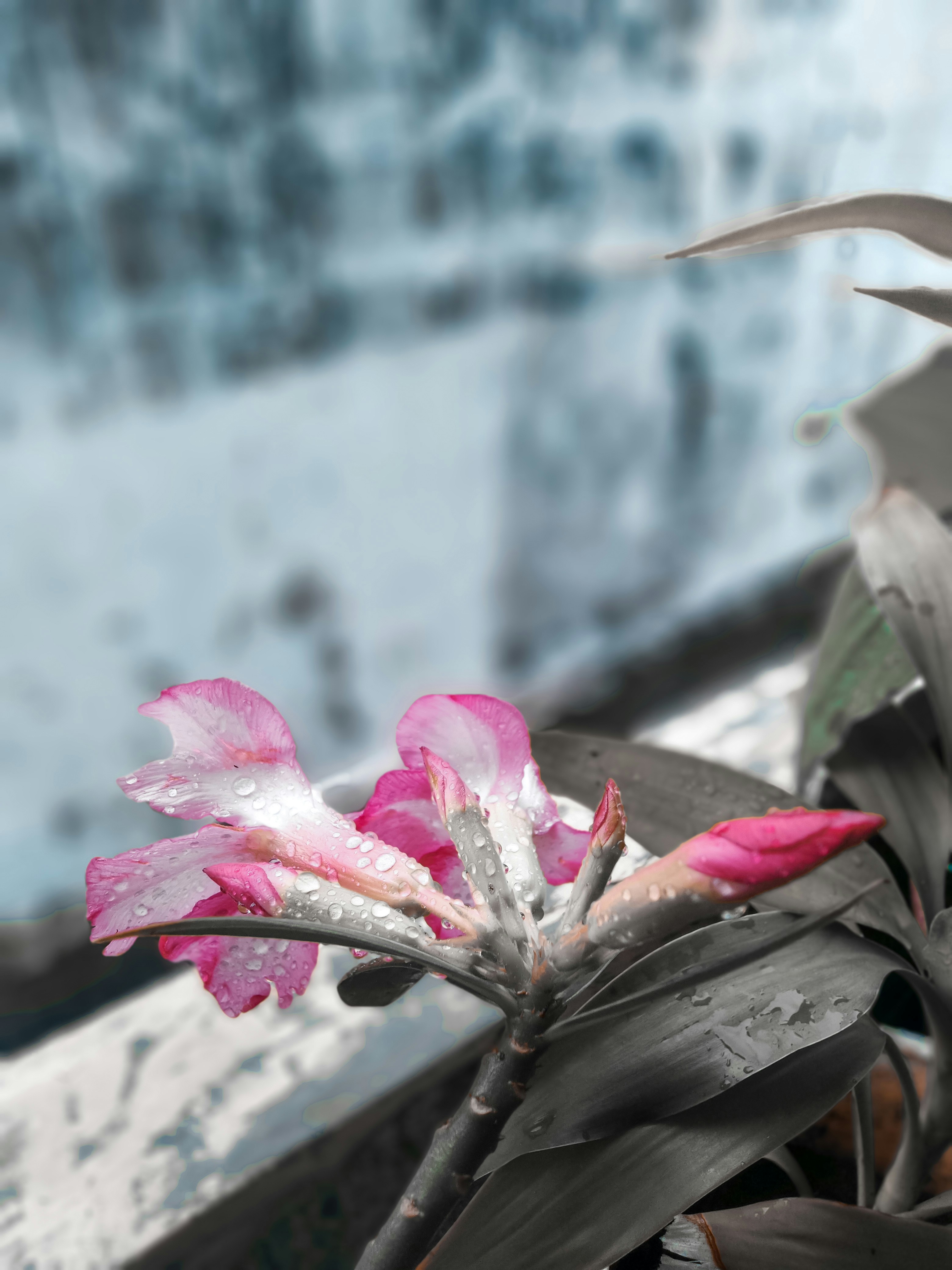 Dew-kissed Pink Blooms on a Quiet Balcony