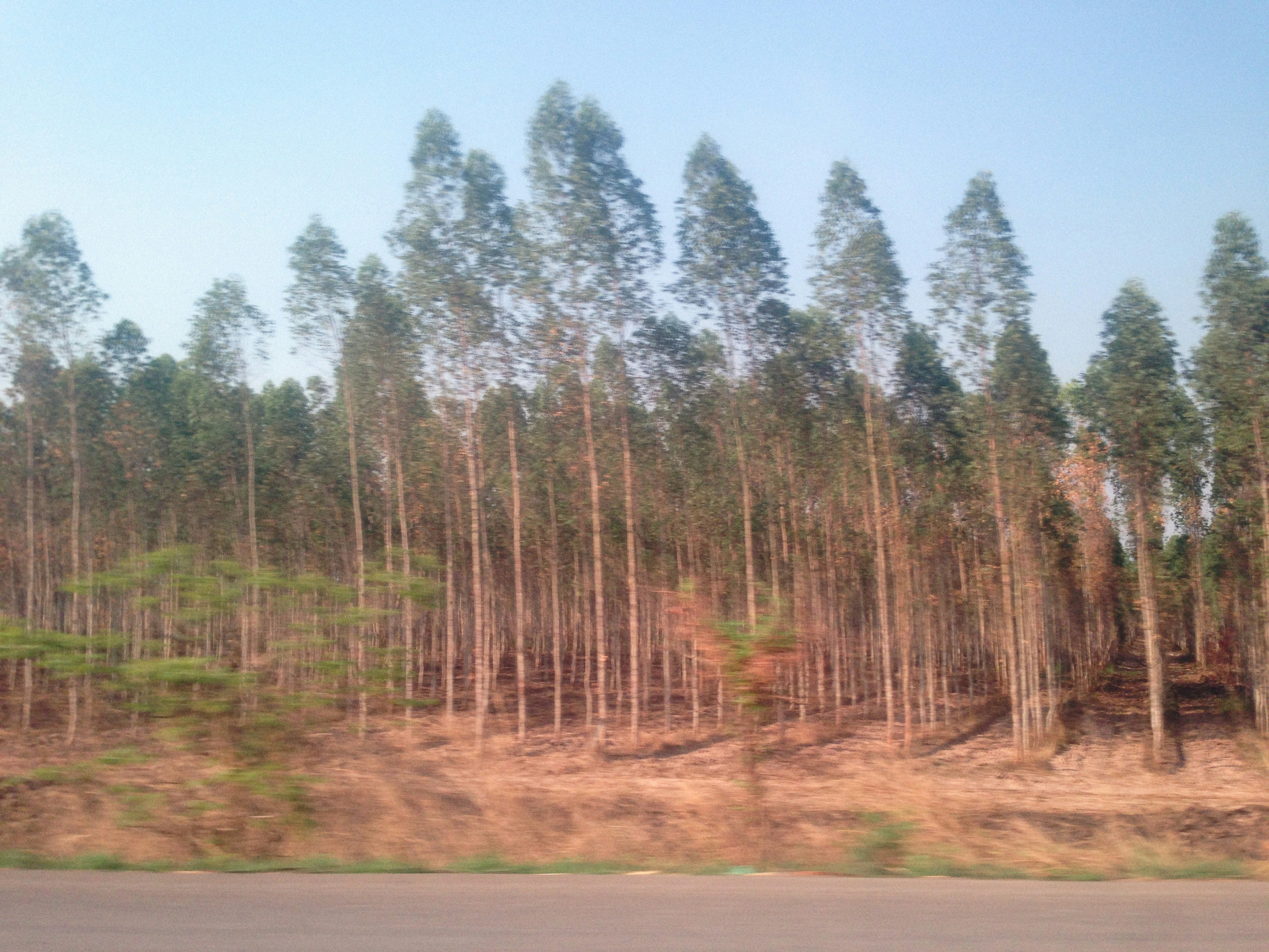 Sunlit Row of Eucalyptus Along a Moving Highway