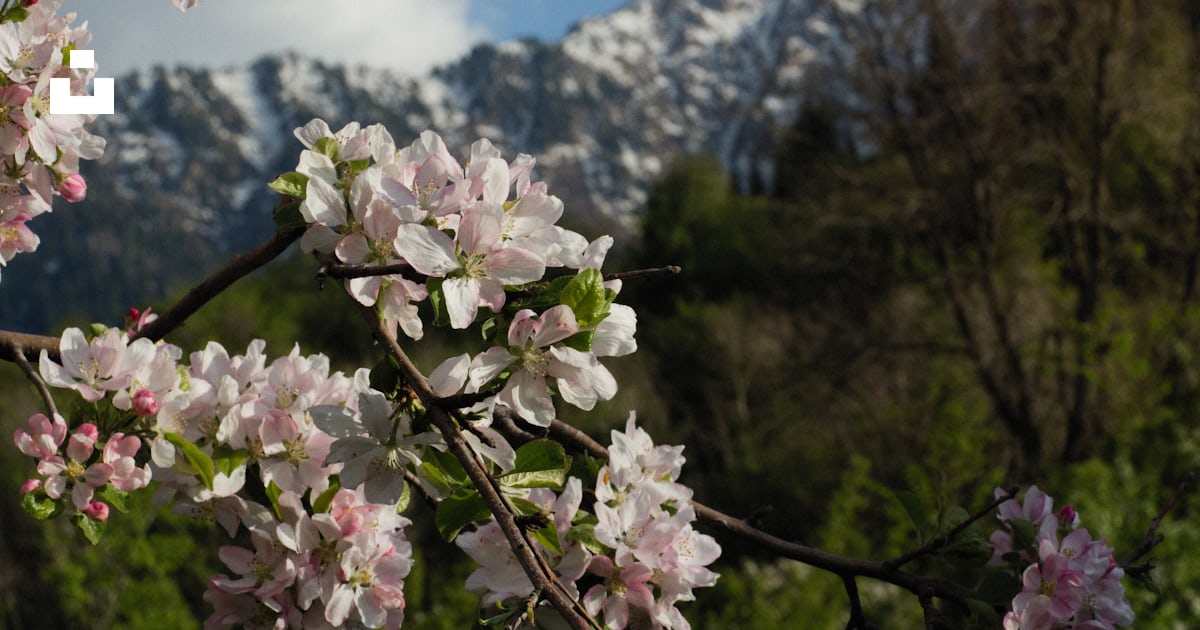 山の前にピンク色の花が咲く木の写真 Unsplashの花の無料画像