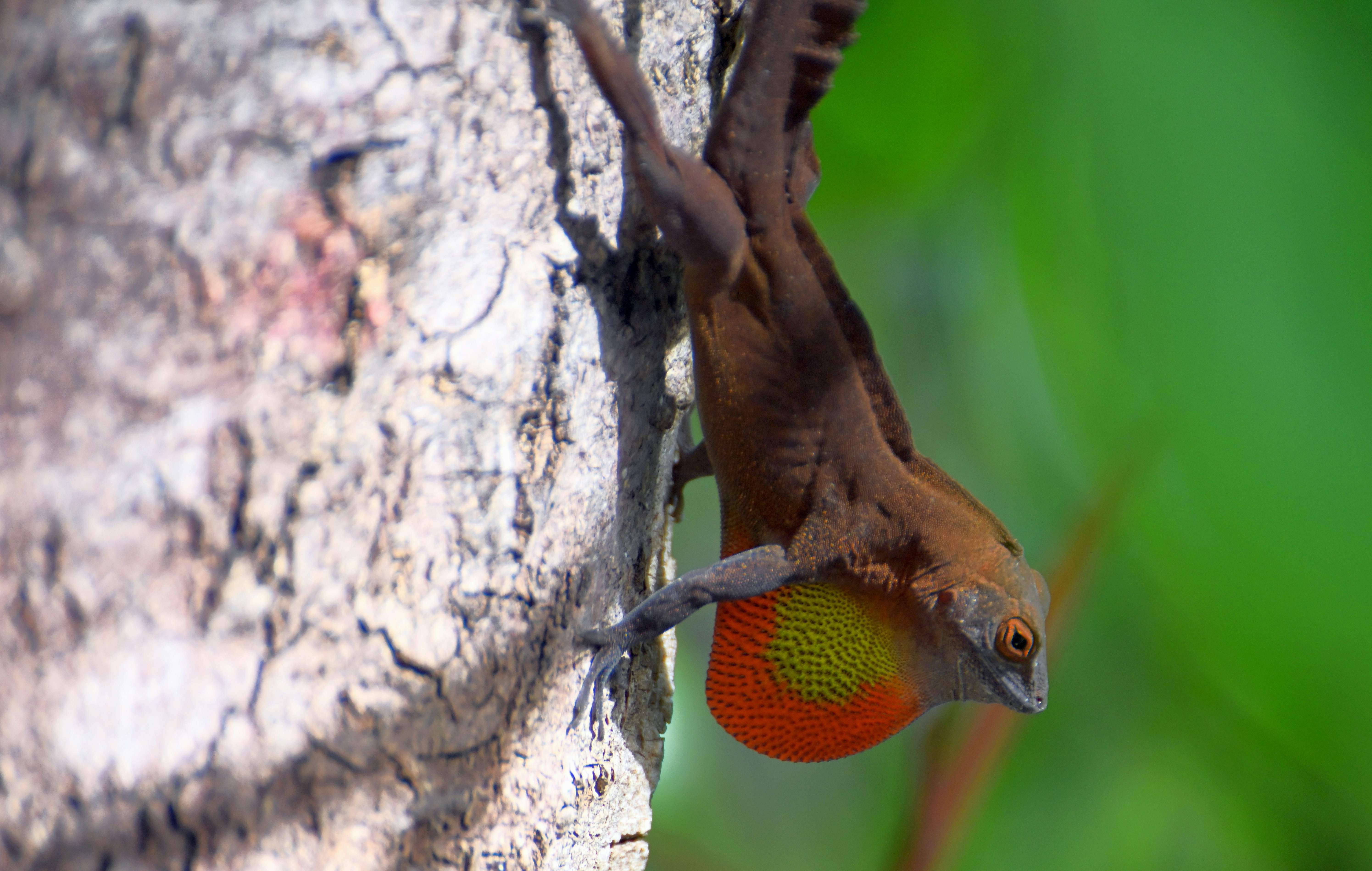A small brown and green animal climbing up a tree photo – Free St ...