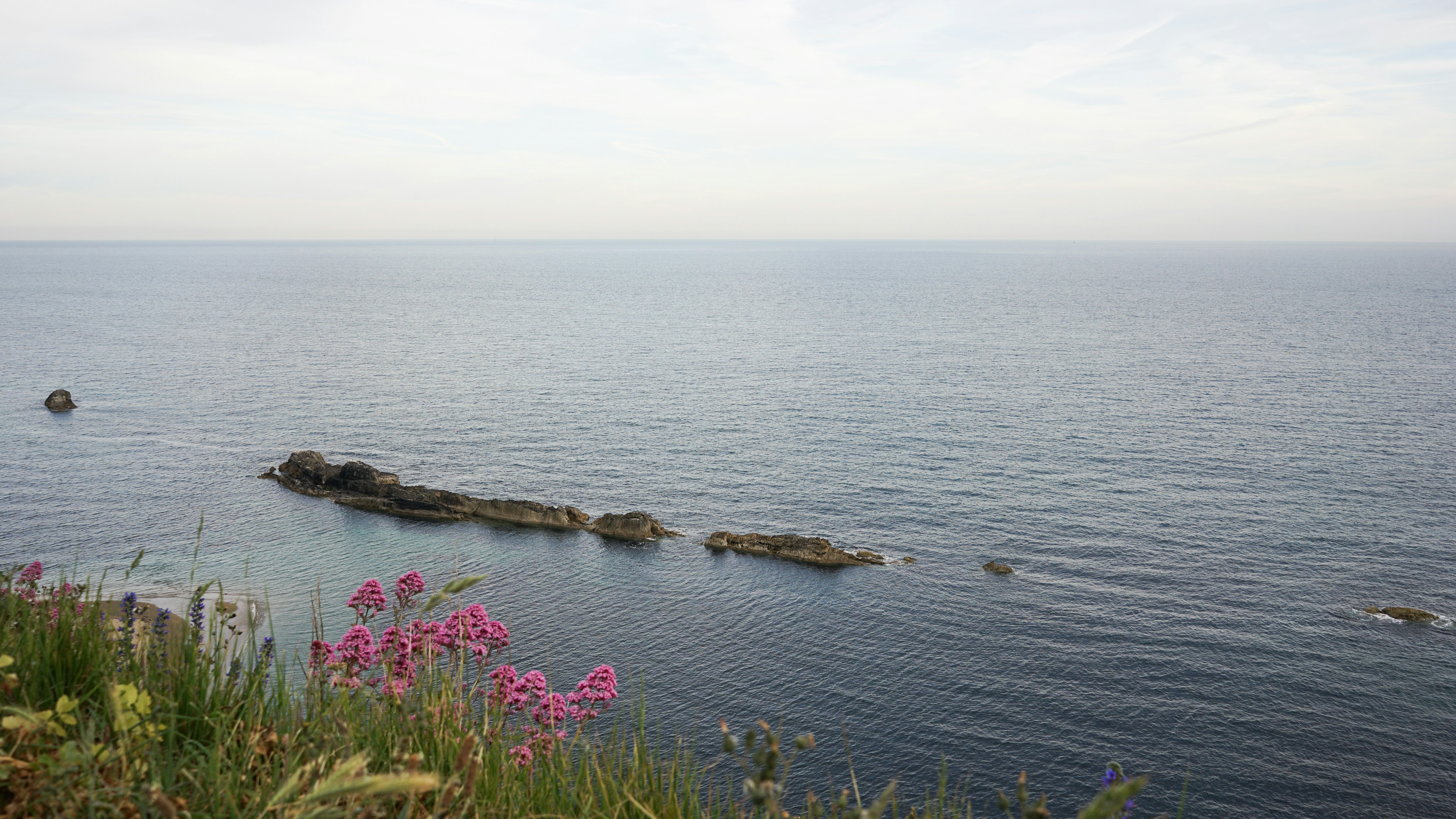 Vibrant pink flowers cascade over a grassy cliff, overlooking a tranquil sea with distant rocky outcrops. The calm water reflects the soft hues of the sky.