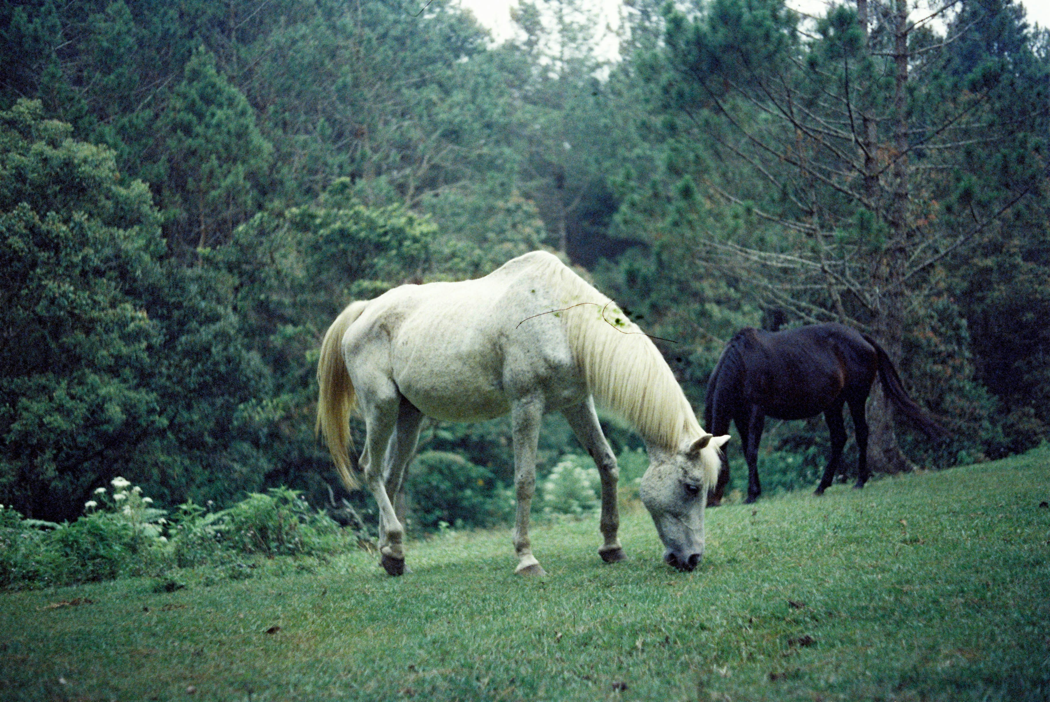 A white horse grazing peacefully in a lush green meadow, accompanied by a black horse in the background. The tranquil setting highlights the beauty of nature.