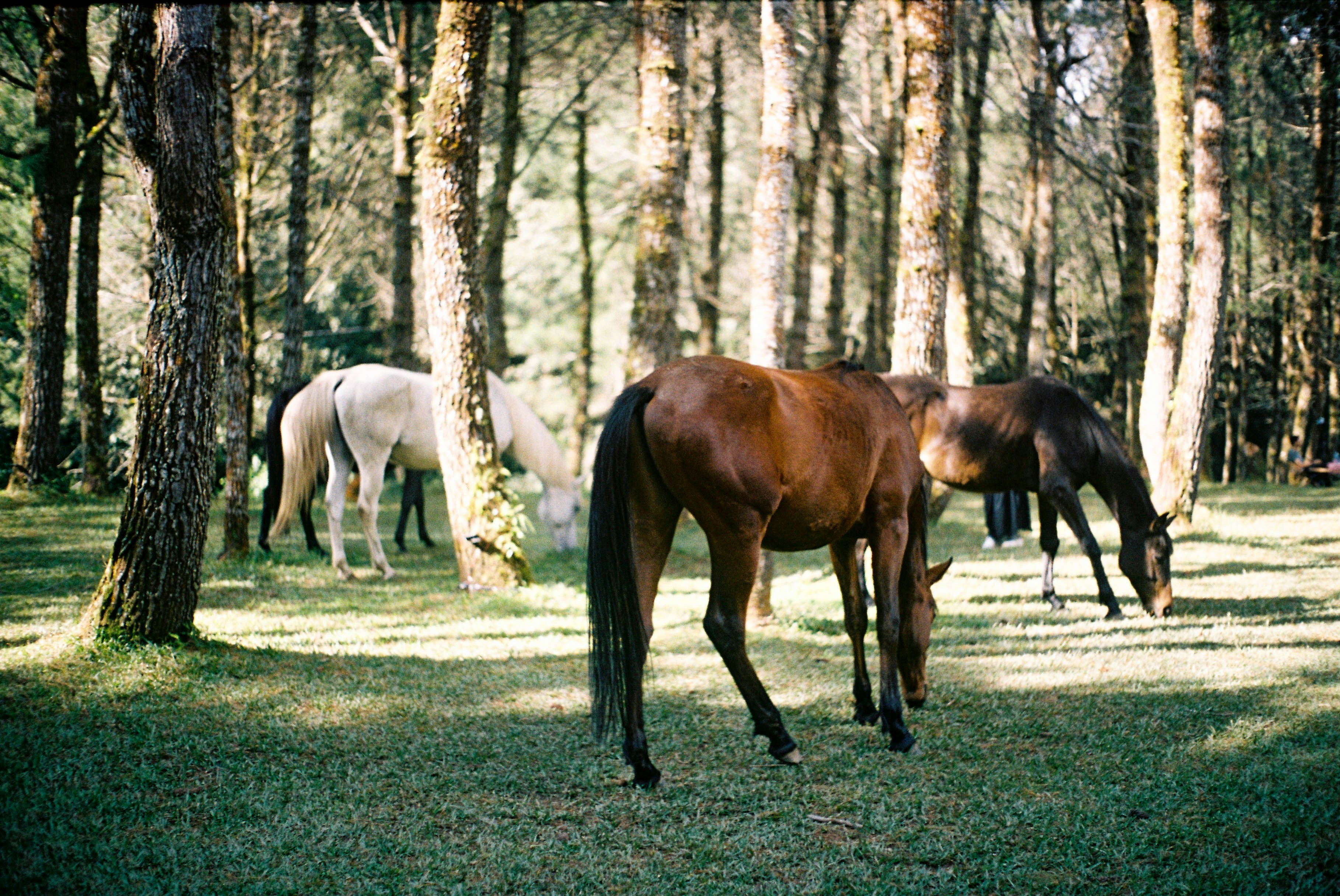 Four horses grazing peacefully in a sun-dappled forest, surrounded by tall trees and lush grass.