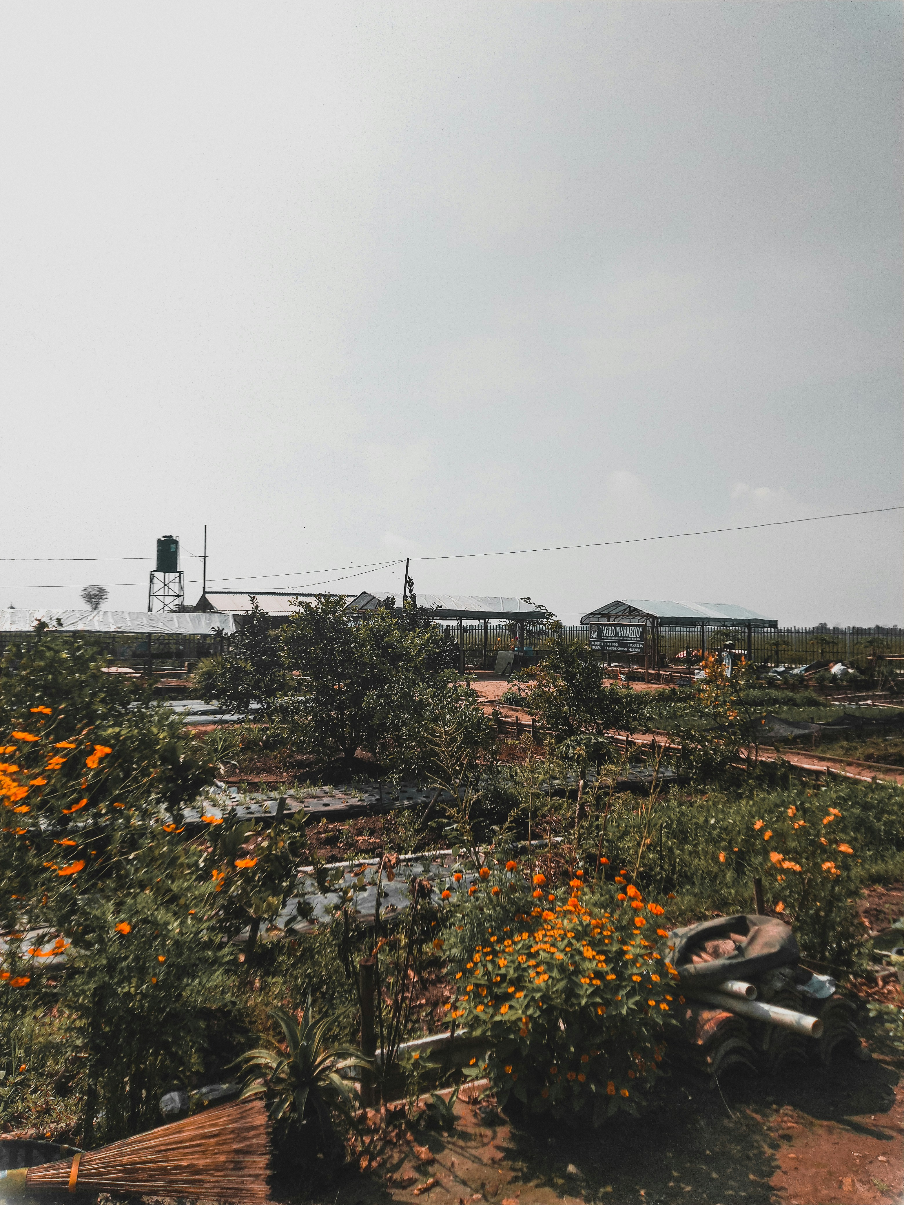 Orange Bloom Arc: A Quiet Rural Garden Under a Wide Sky