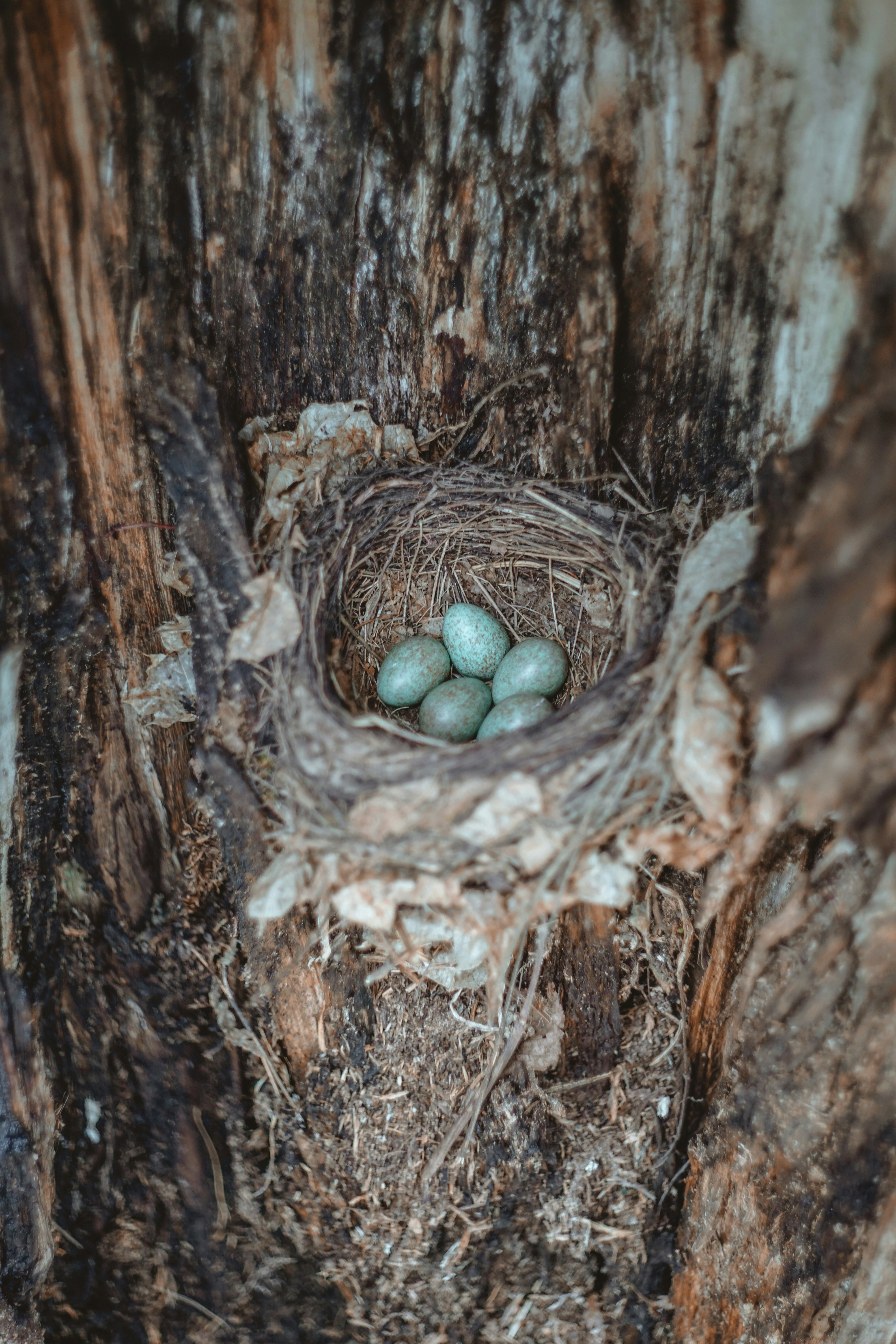Blue eggs in the nest