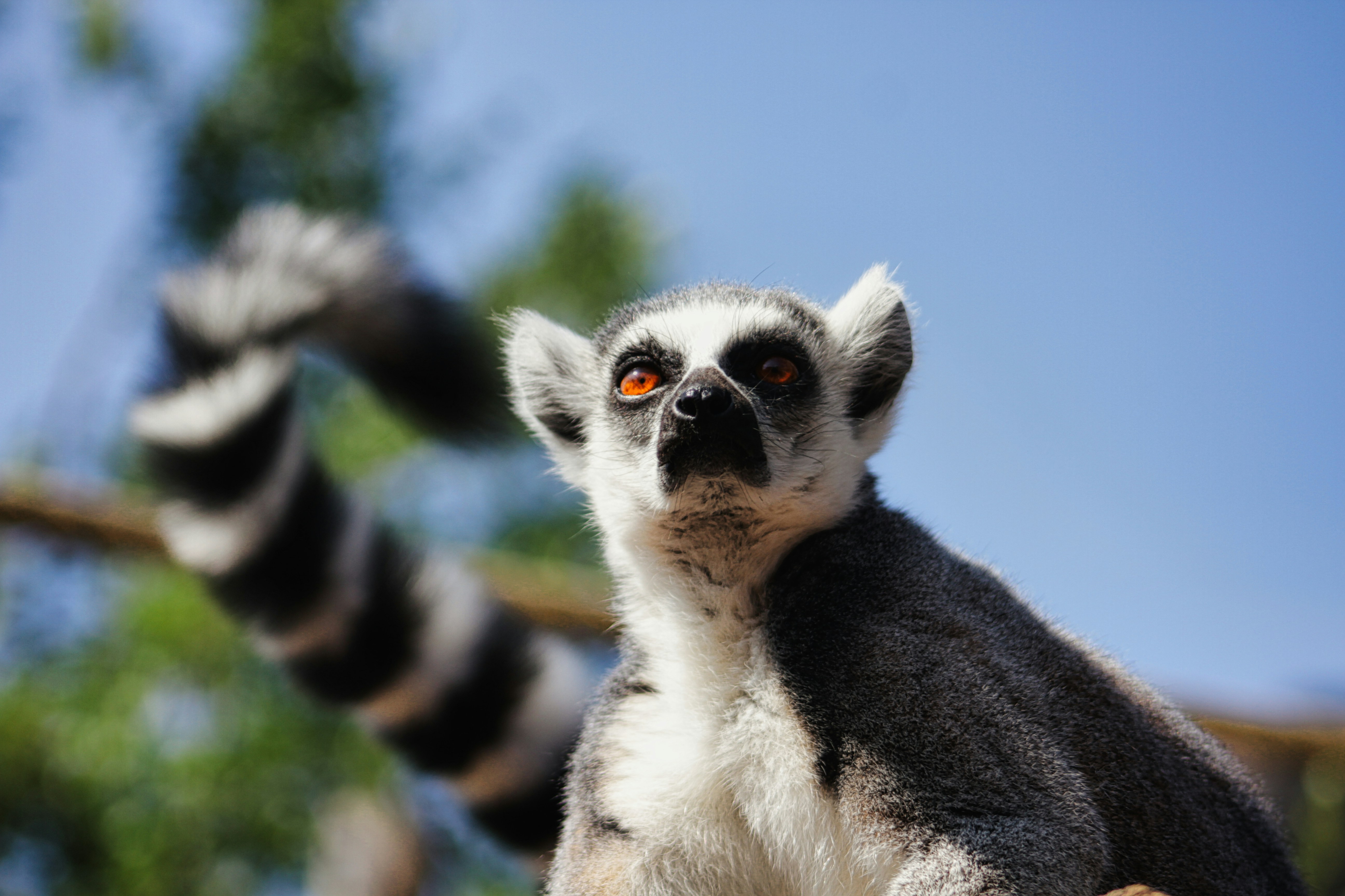 Ring-tailed lemur perched attentively, with a blurred tail in the background. The vibrant blue sky enhances the scene.
