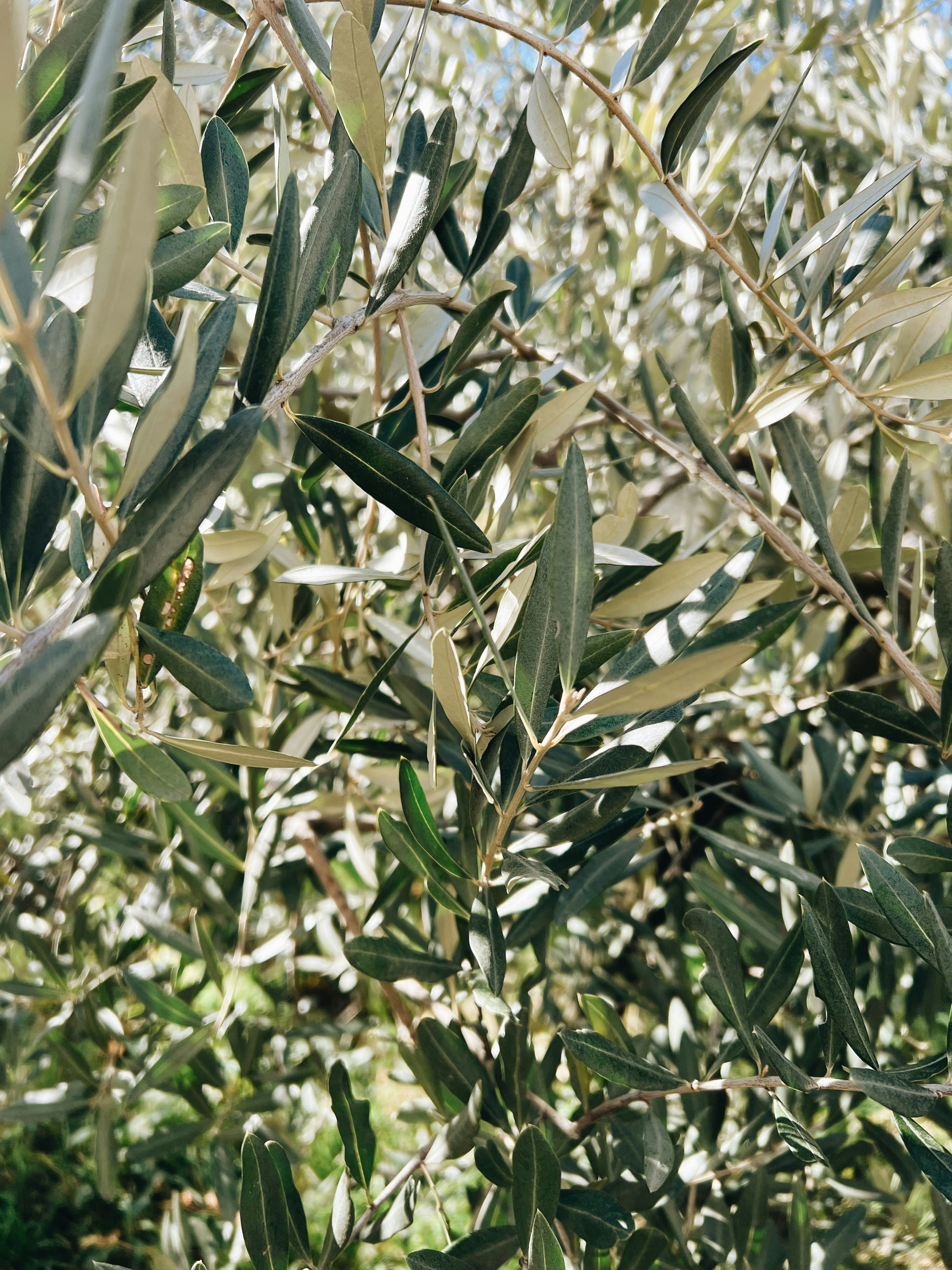 Close-up of olive branches showcasing a mix of green and silvery leaves, bathed in soft sunlight.