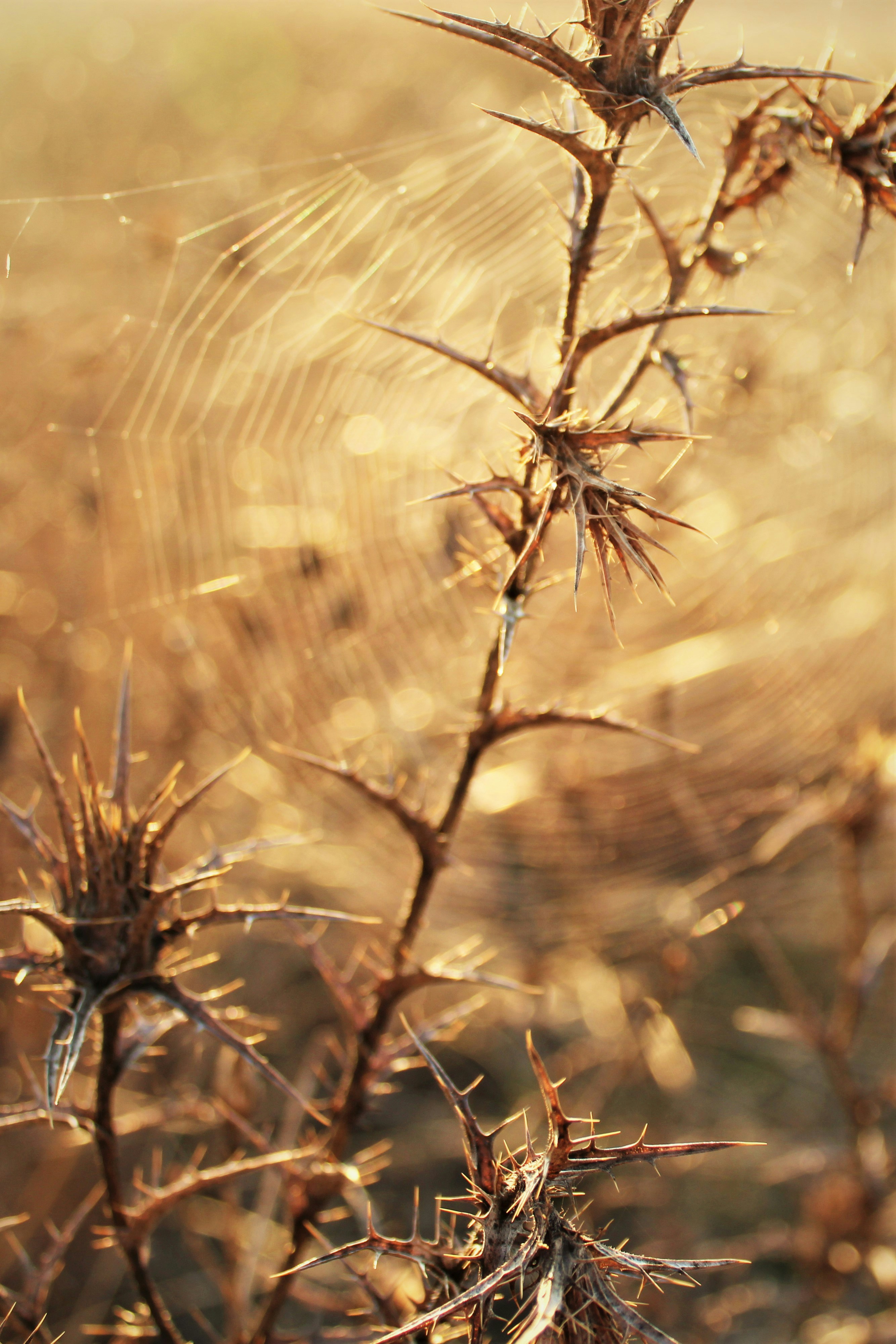 Amber Threads: a sunlit thistle portrait caught in a spider's web