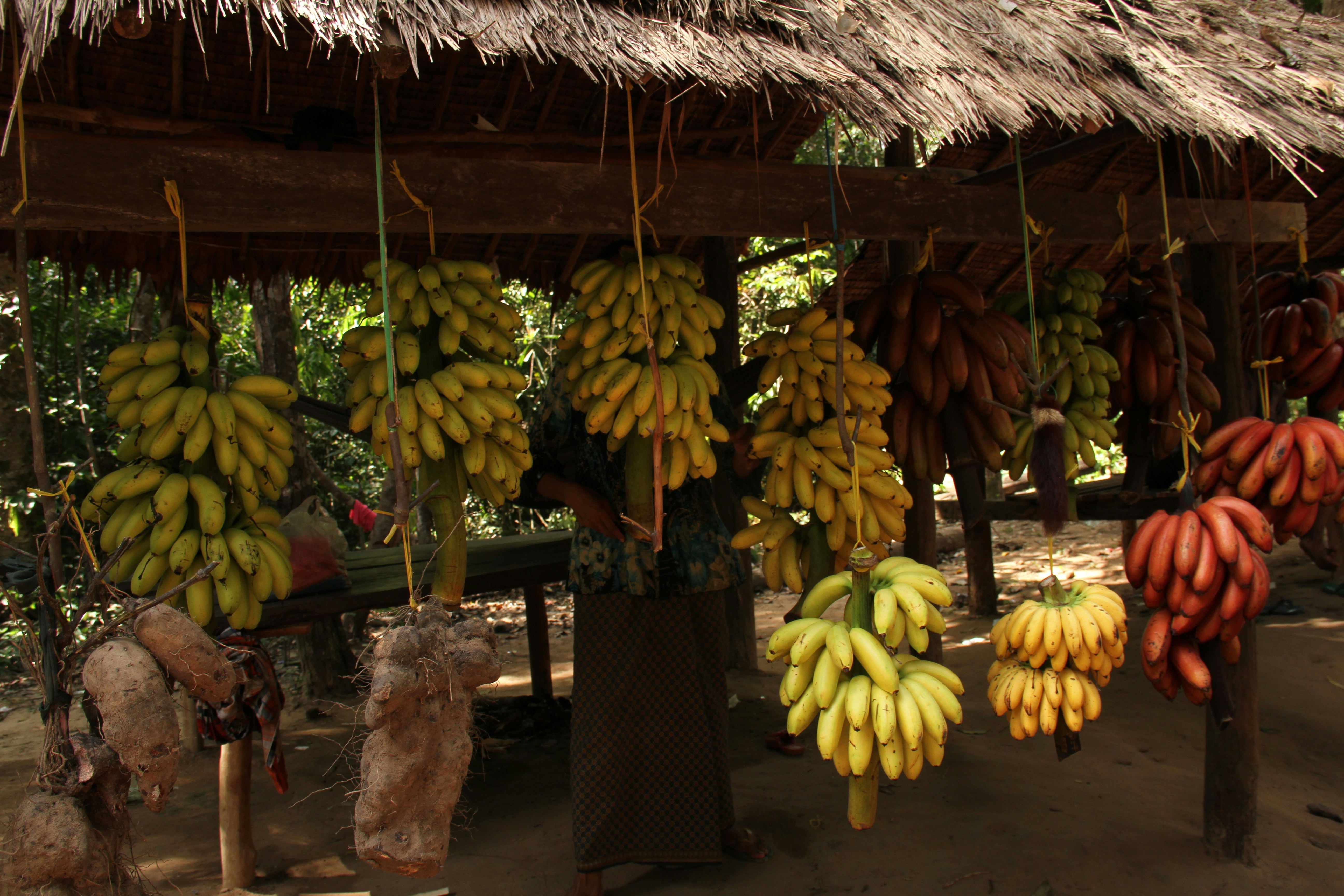 Banana Bounty Under Thatch: A Rustic Market Tableau