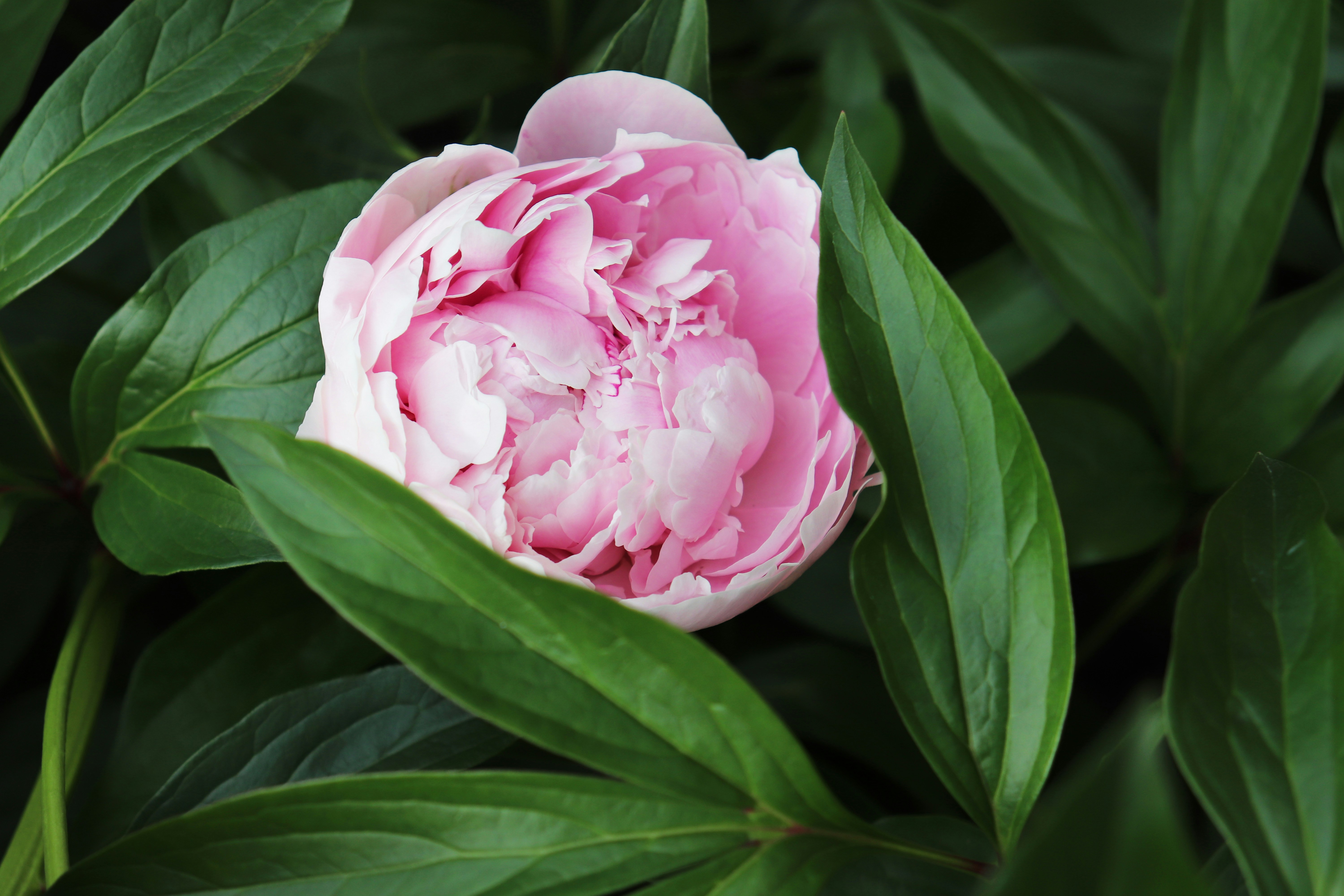 Petal Crown: A Soft Pink Peony Amid Dark-green Foliage