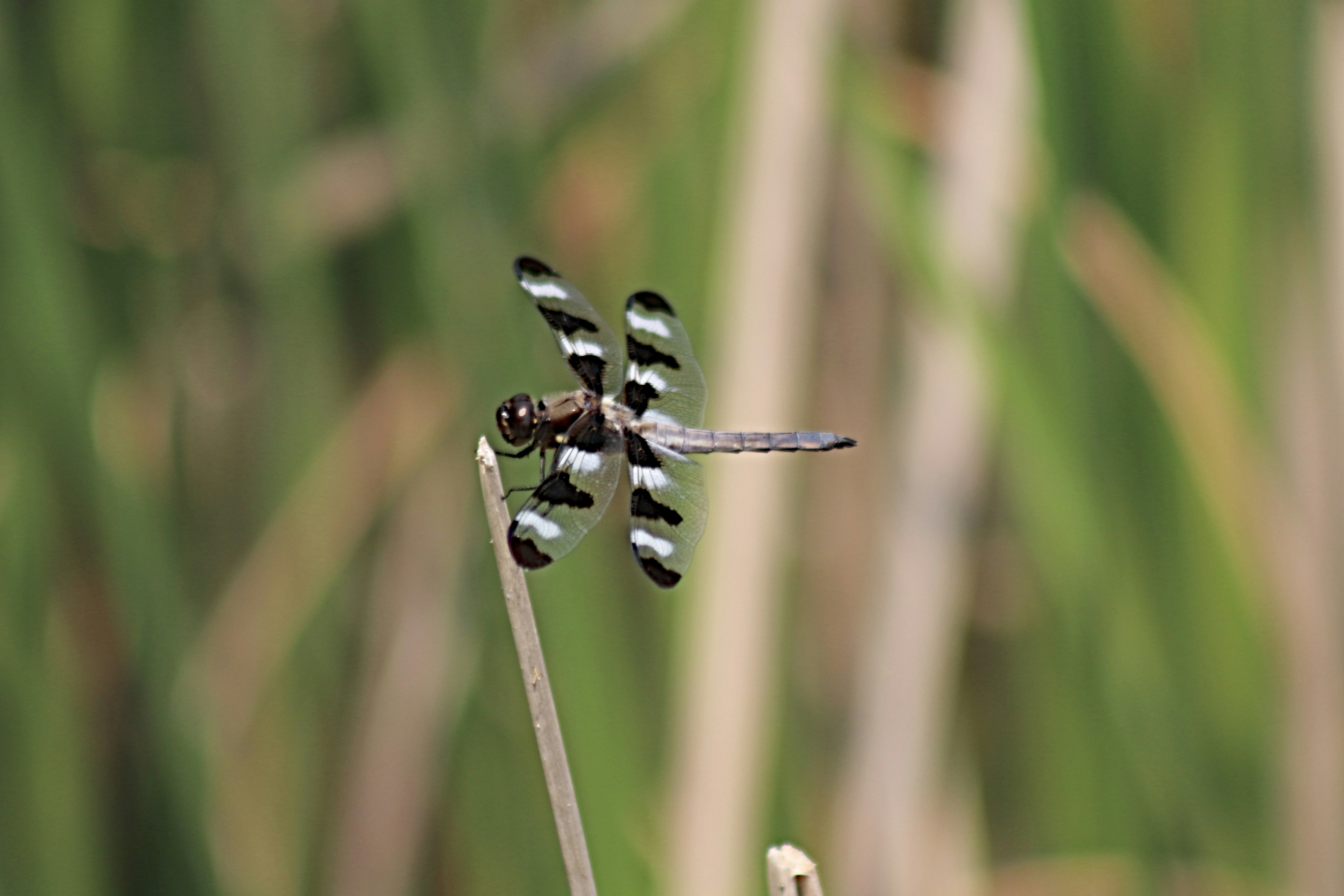 Foto Una libélula en blanco y negro sentada encima de una planta – Imagen Insecto gratis en Unsplash