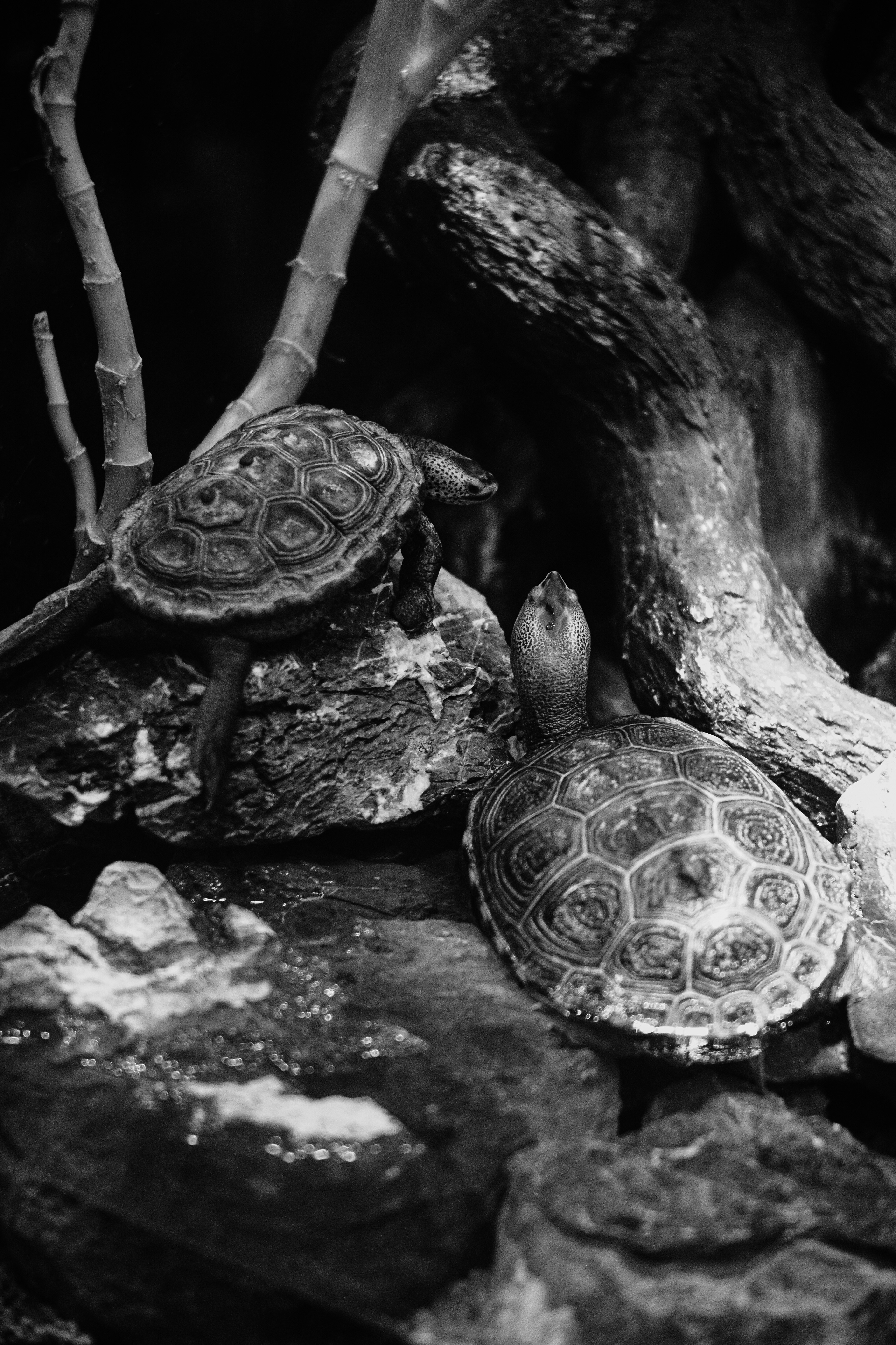 Two turtles resting on rocky terrain amidst natural foliage, showcasing their intricate shell patterns.