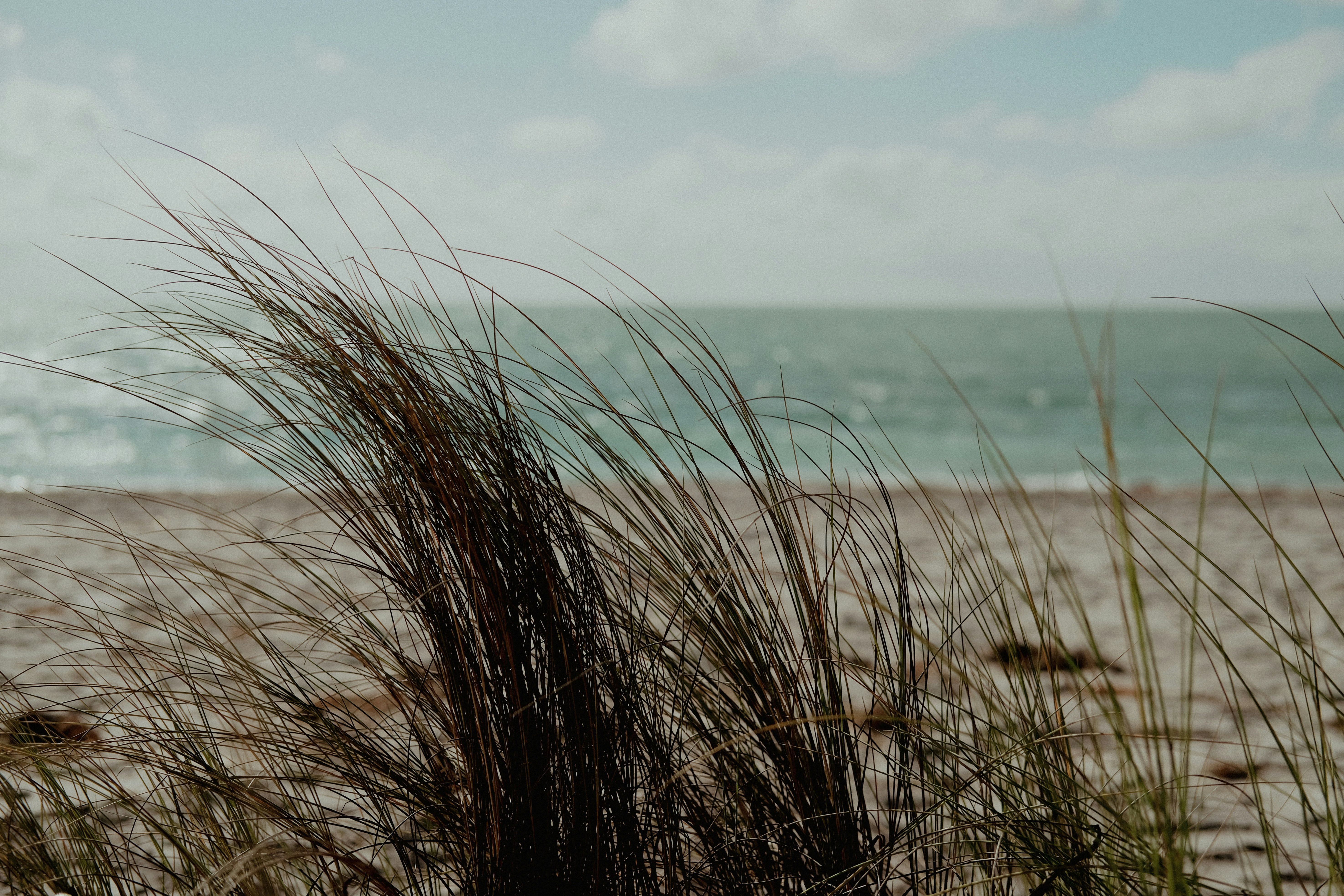 Tall grasses sway gently in the breeze against a backdrop of the serene ocean. The scene captures the essence of a tranquil beach environment.