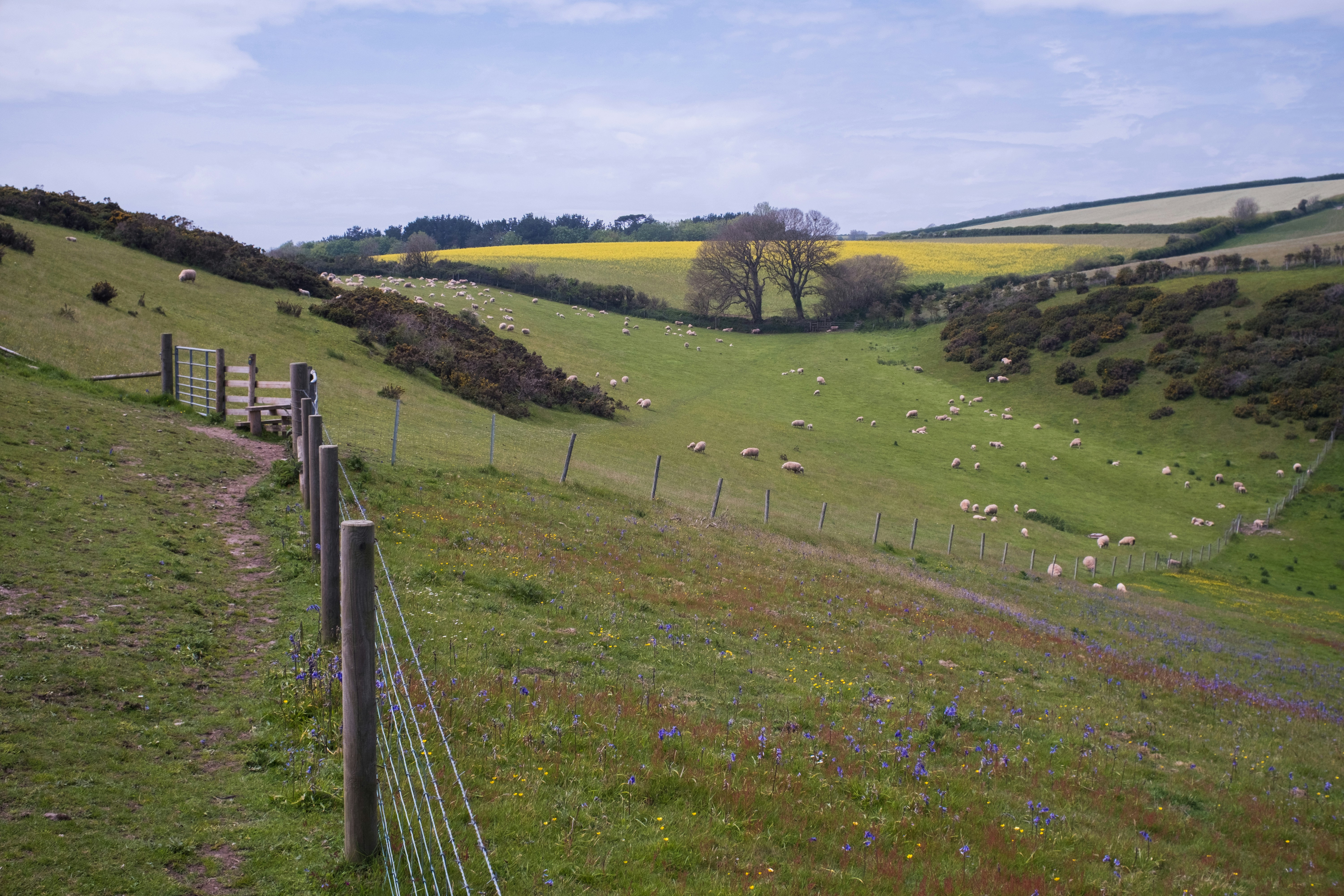 Fence-Guided Path to a Lone Hilltop Tree