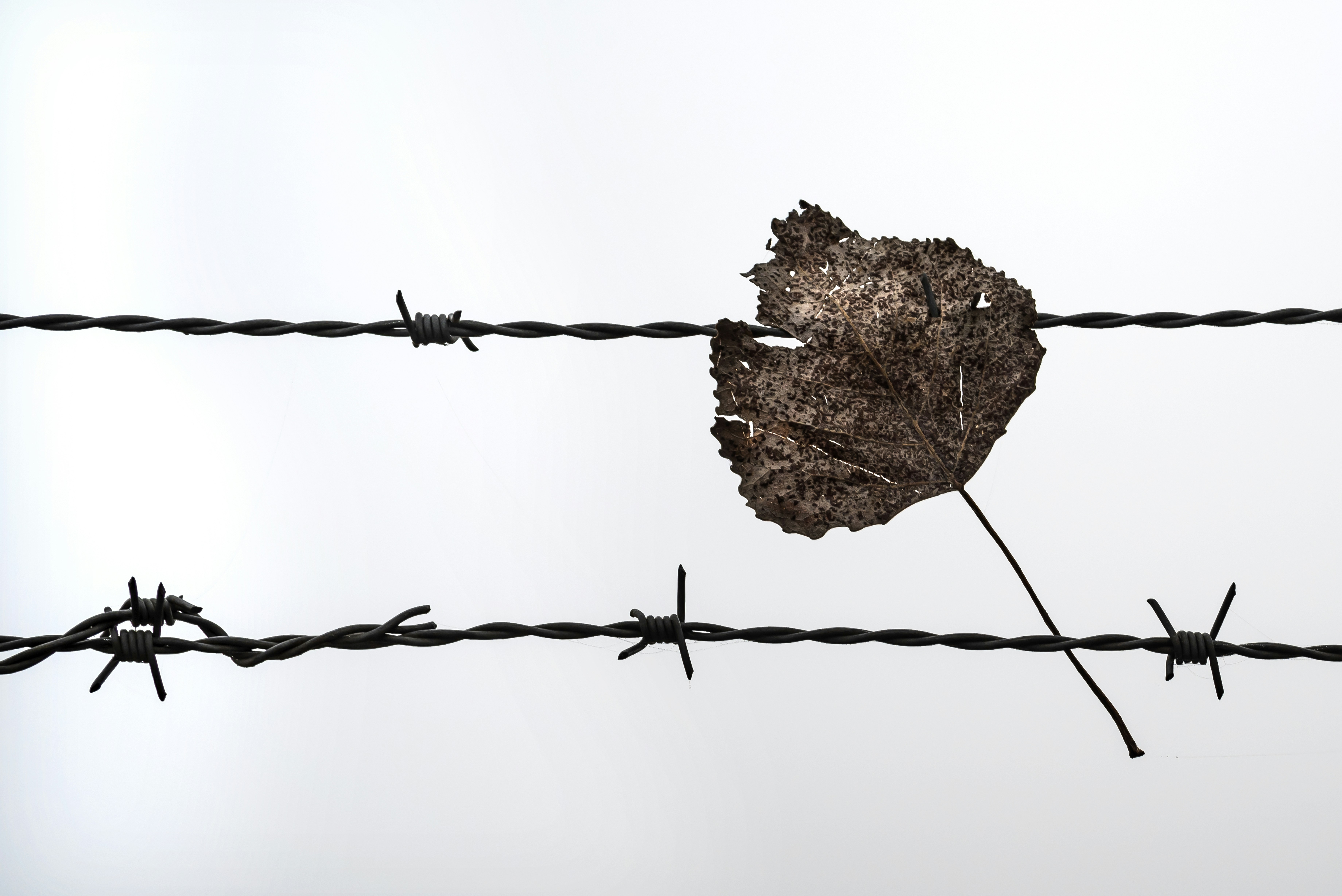 A leaf that is sitting on a barbed wire photo – Free Barbed wire Image ...