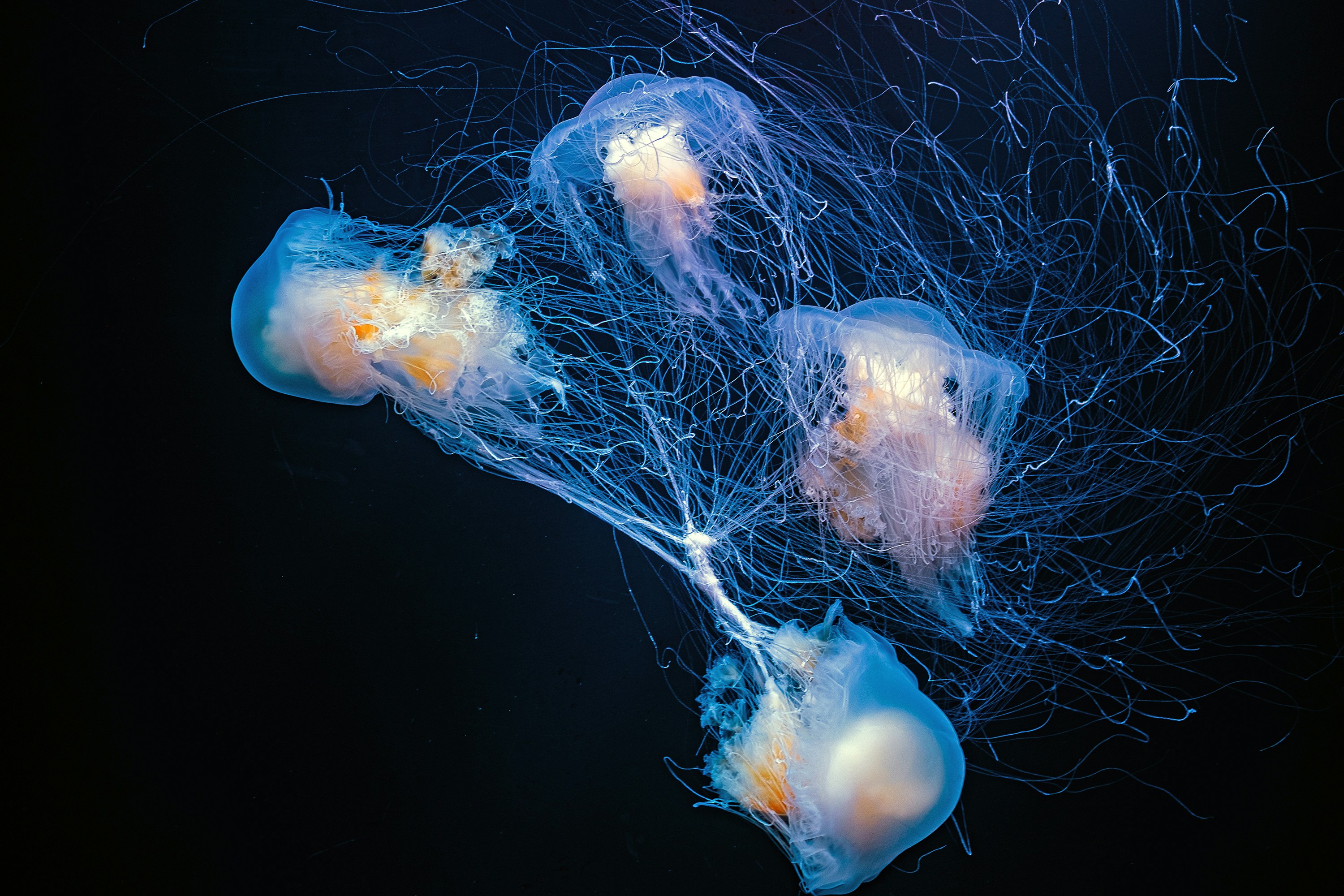 A mesmerizing display of jellyfish gracefully pulsating through the dark waters, their bioluminescent bodies illuminating the surrounding space.
