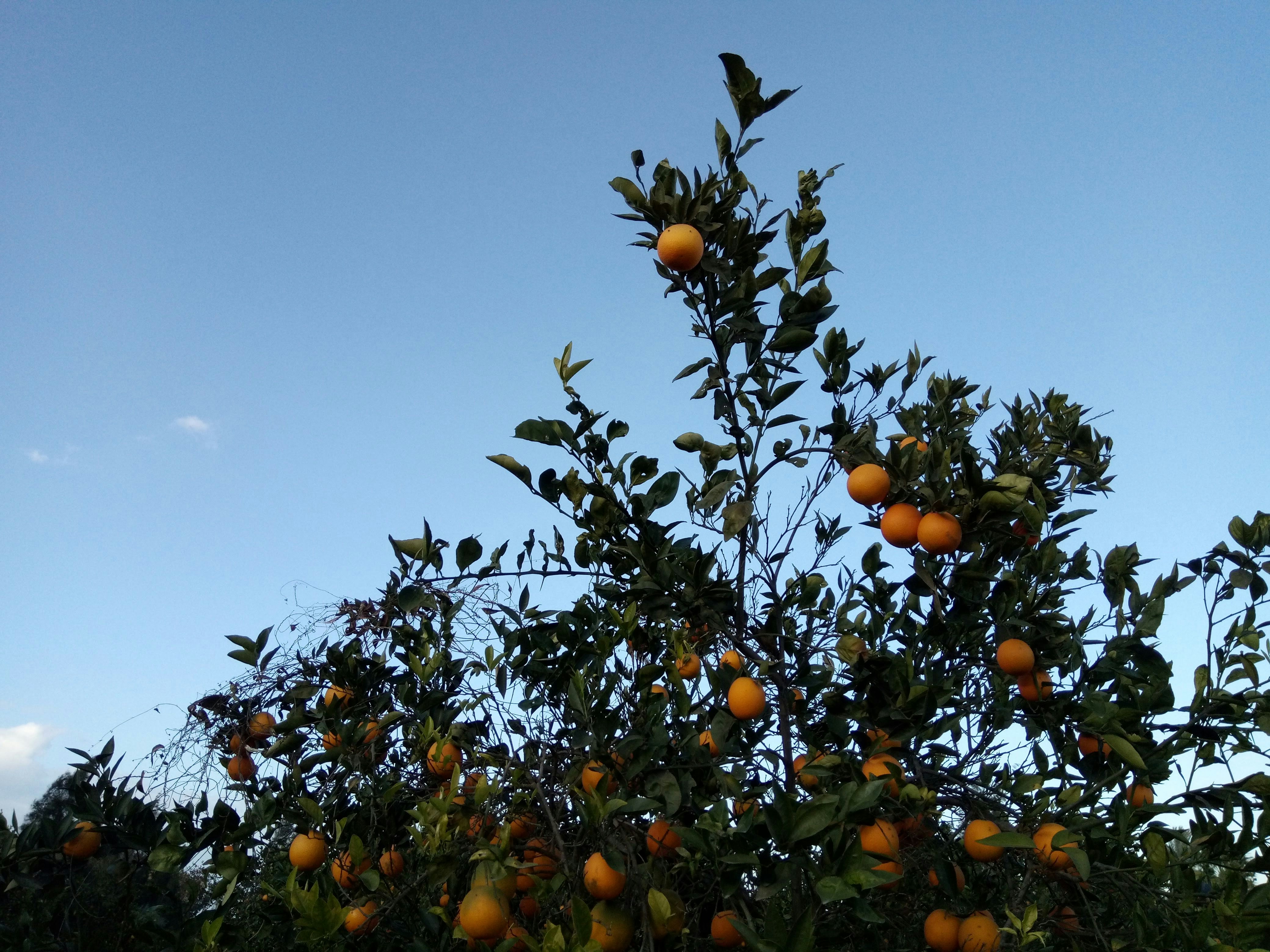 A tree filled with lots of oranges under a blue sky photo – Free Egypt ...