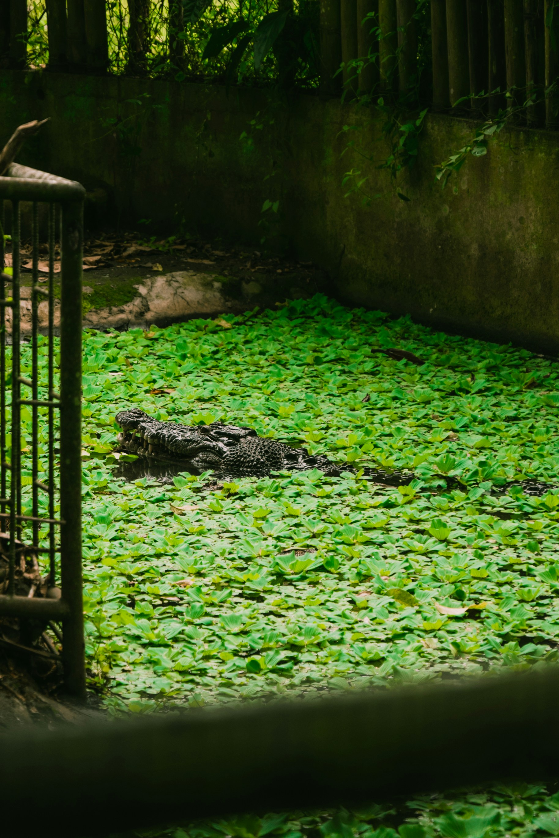 an alligator in a pond of green algae