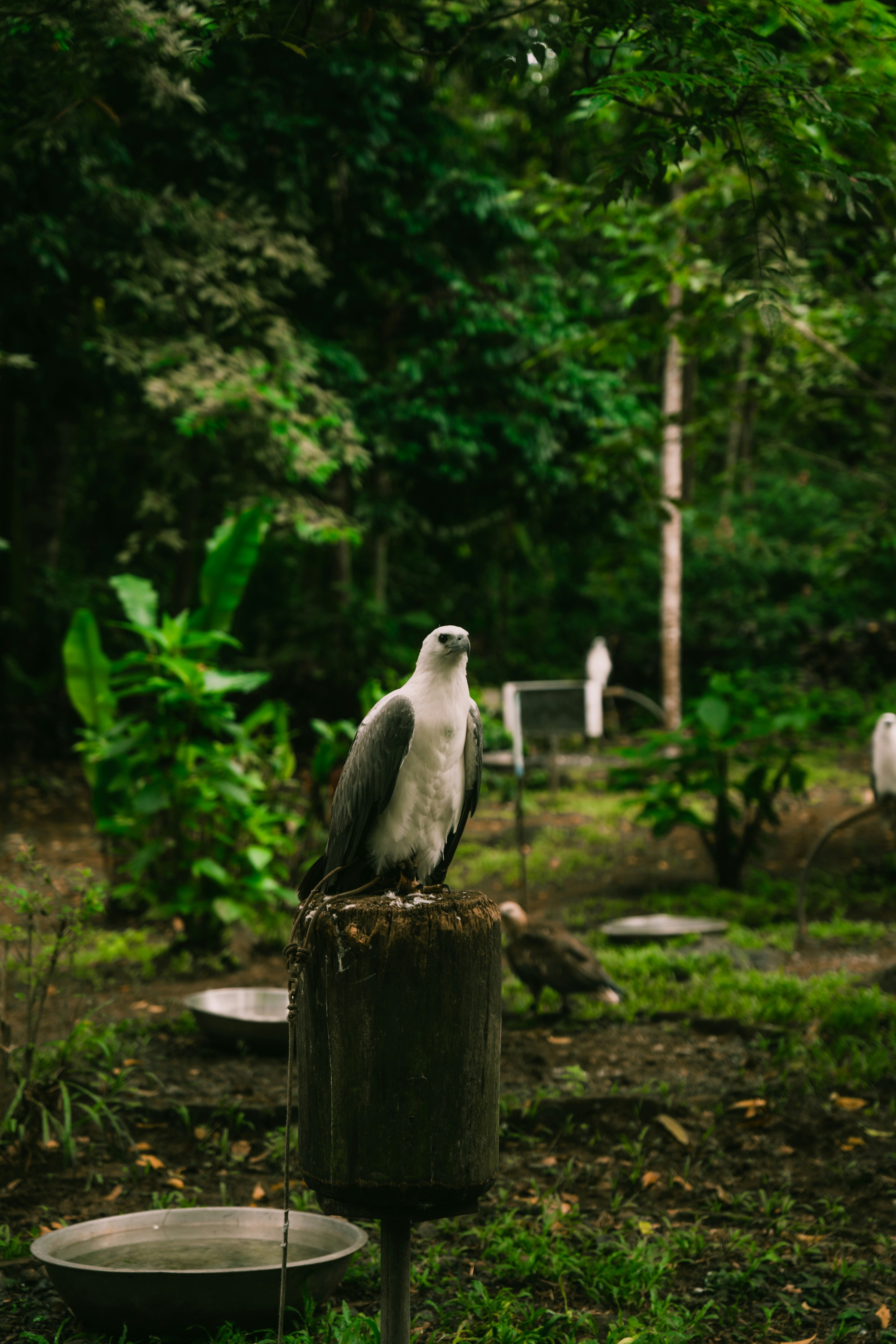 Backyard Sentinel: White-Breasted Bird Perches on Weathered Post Amid Lush Greenery