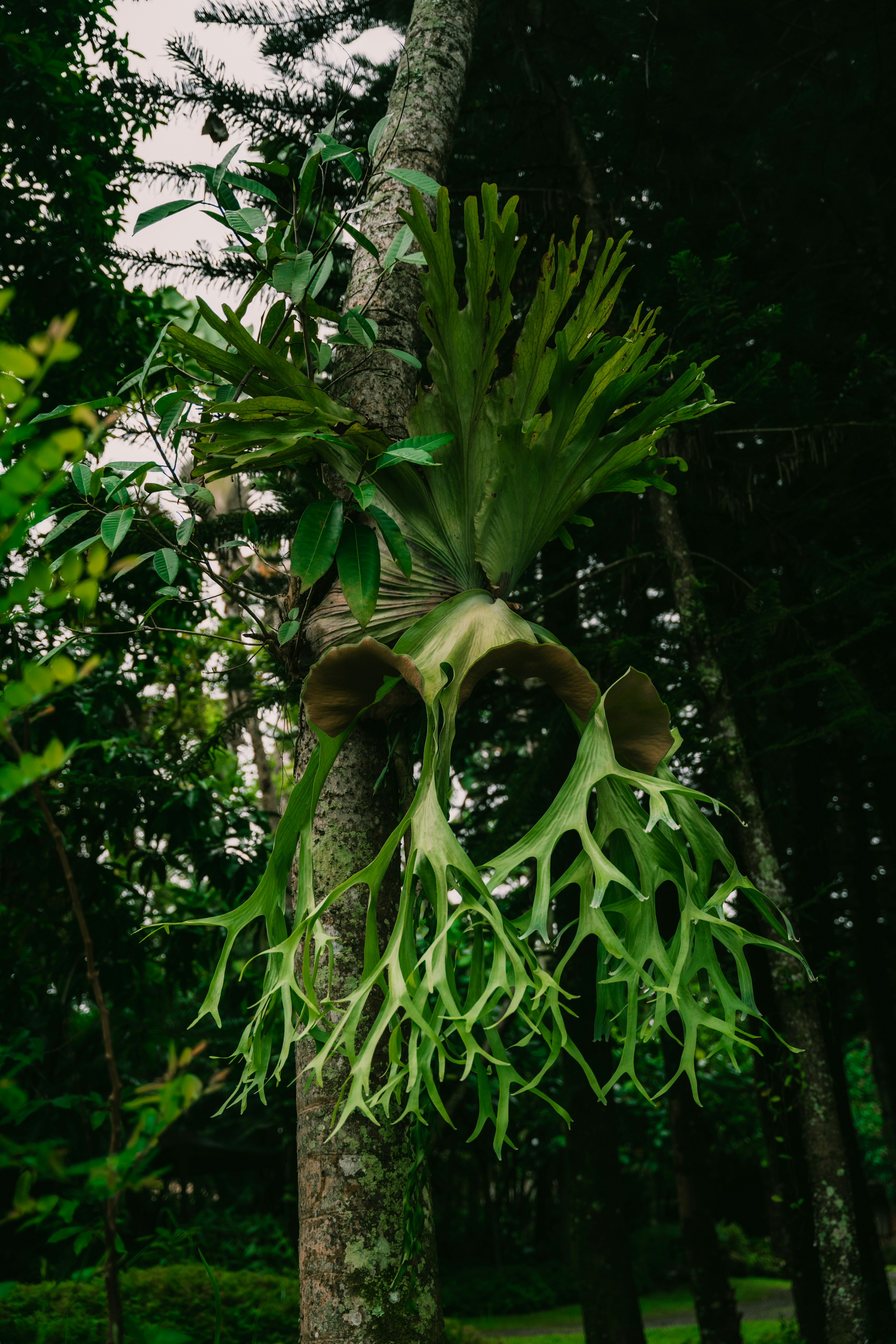 a plant hanging from a tree in a forest