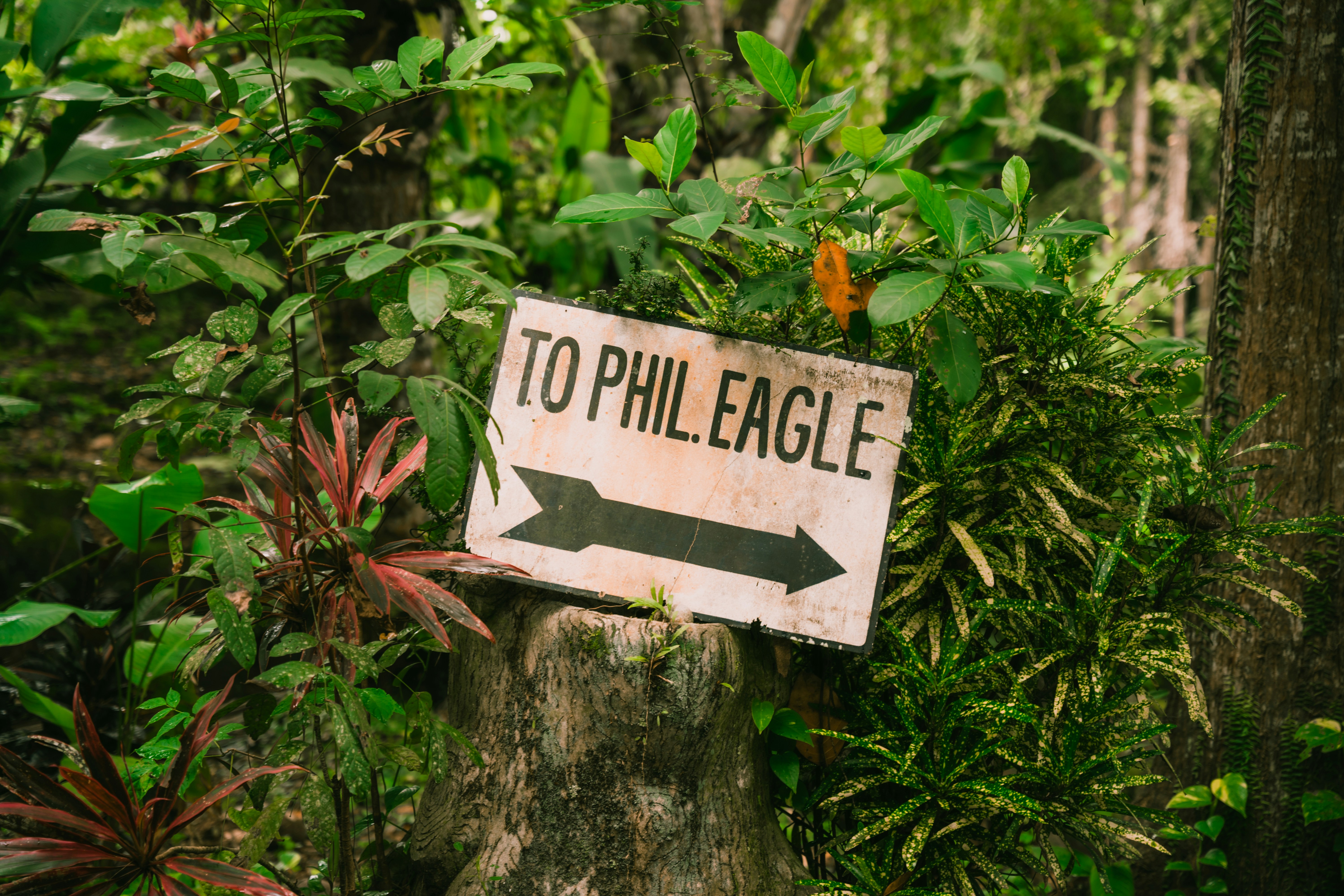 Moss-Cloaked Arrow Sign Toward Phil Eagle in a Quiet Forest