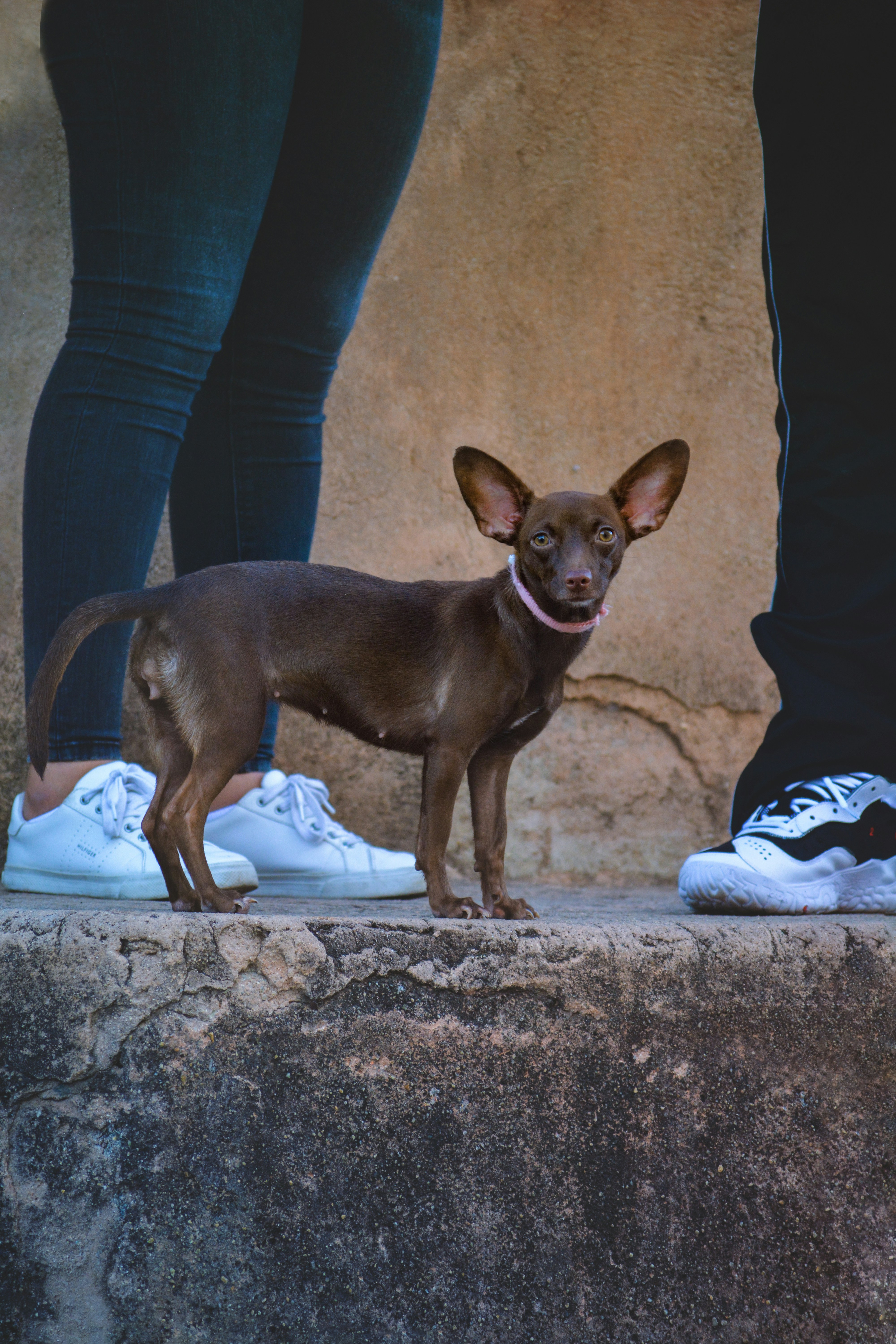 Between Sneakers and Stone: A Brown Dog on a Concrete Edge
