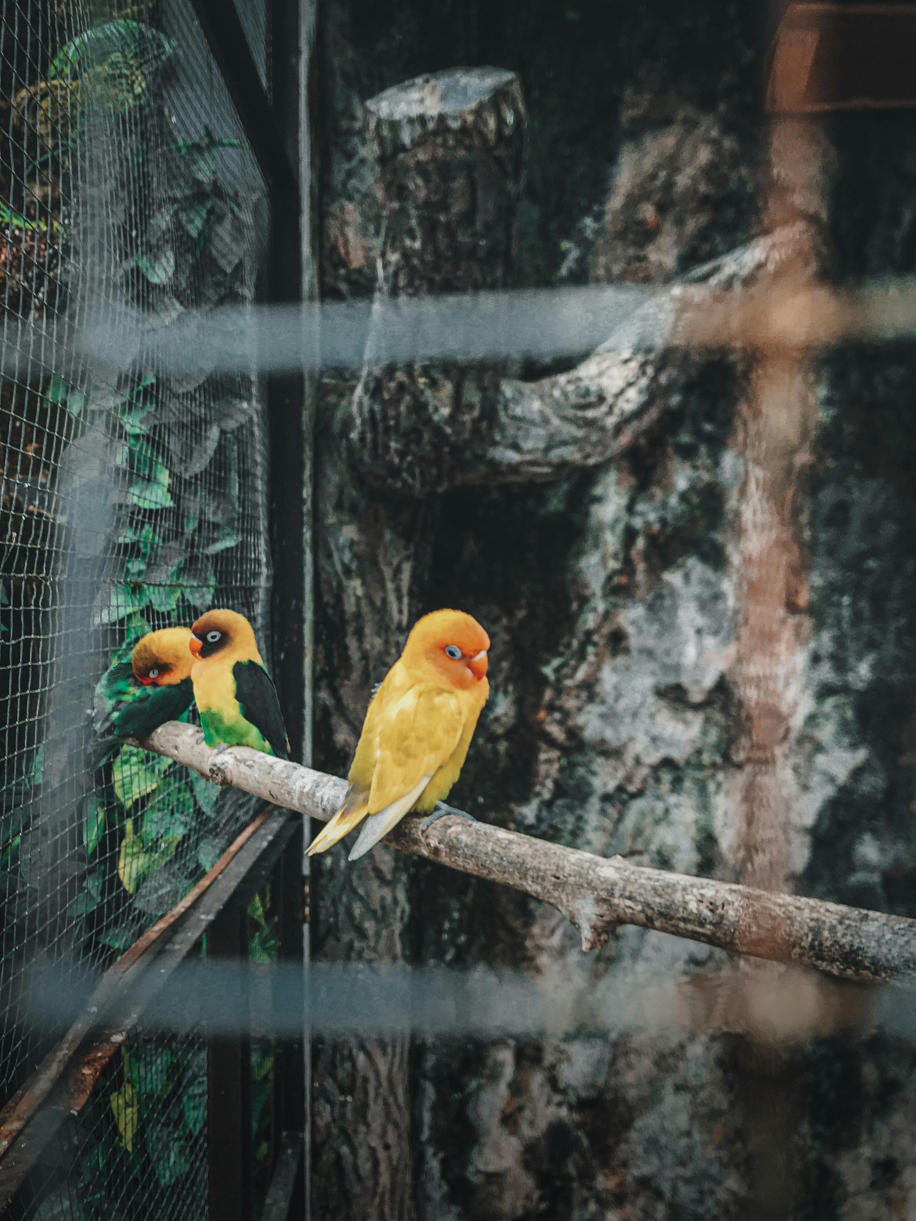 Sun Conure on a Weathered Branch Inside a Cage
